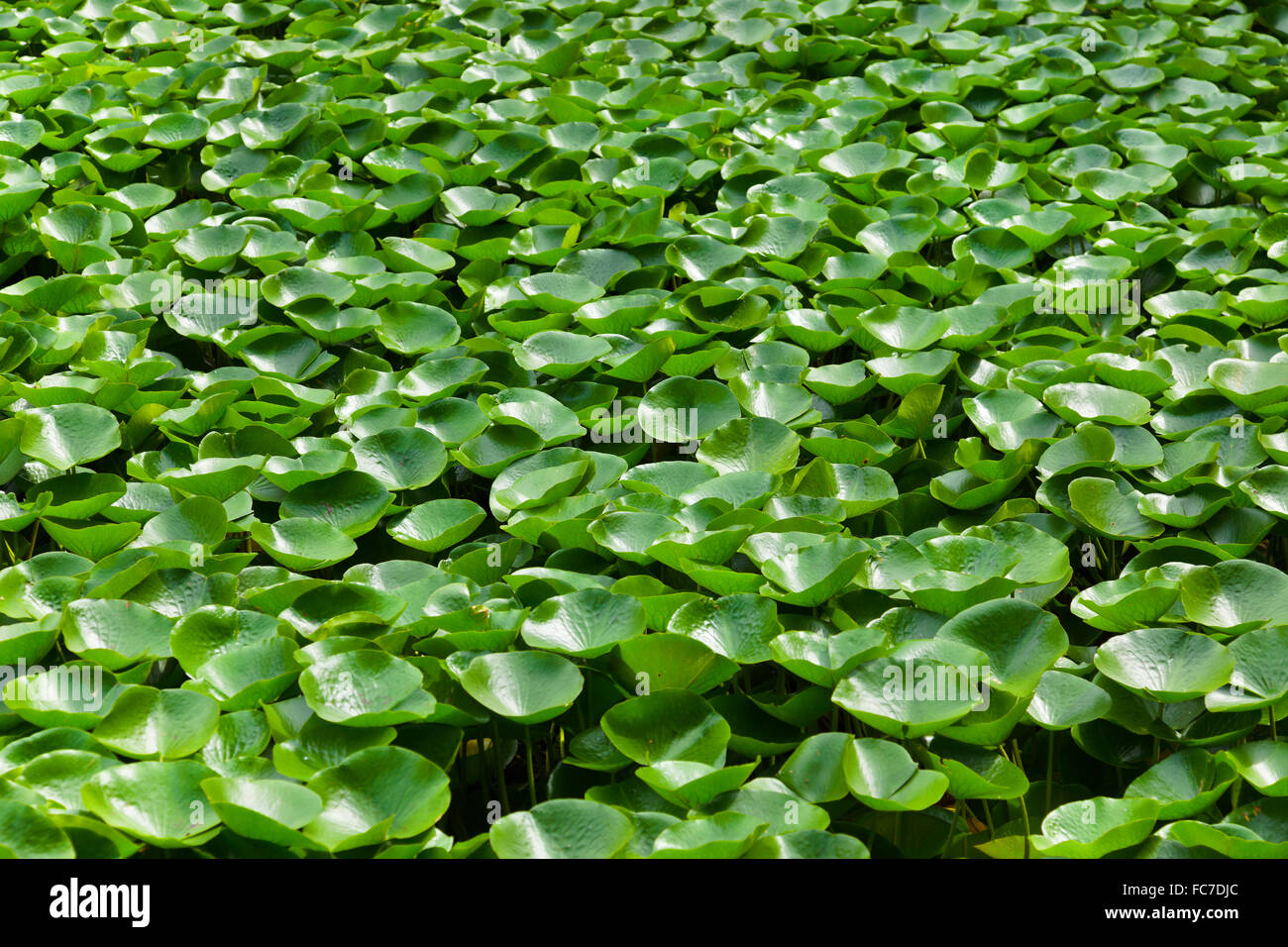 Leaves of the waterlily on water surface Stock Photo - Alamy