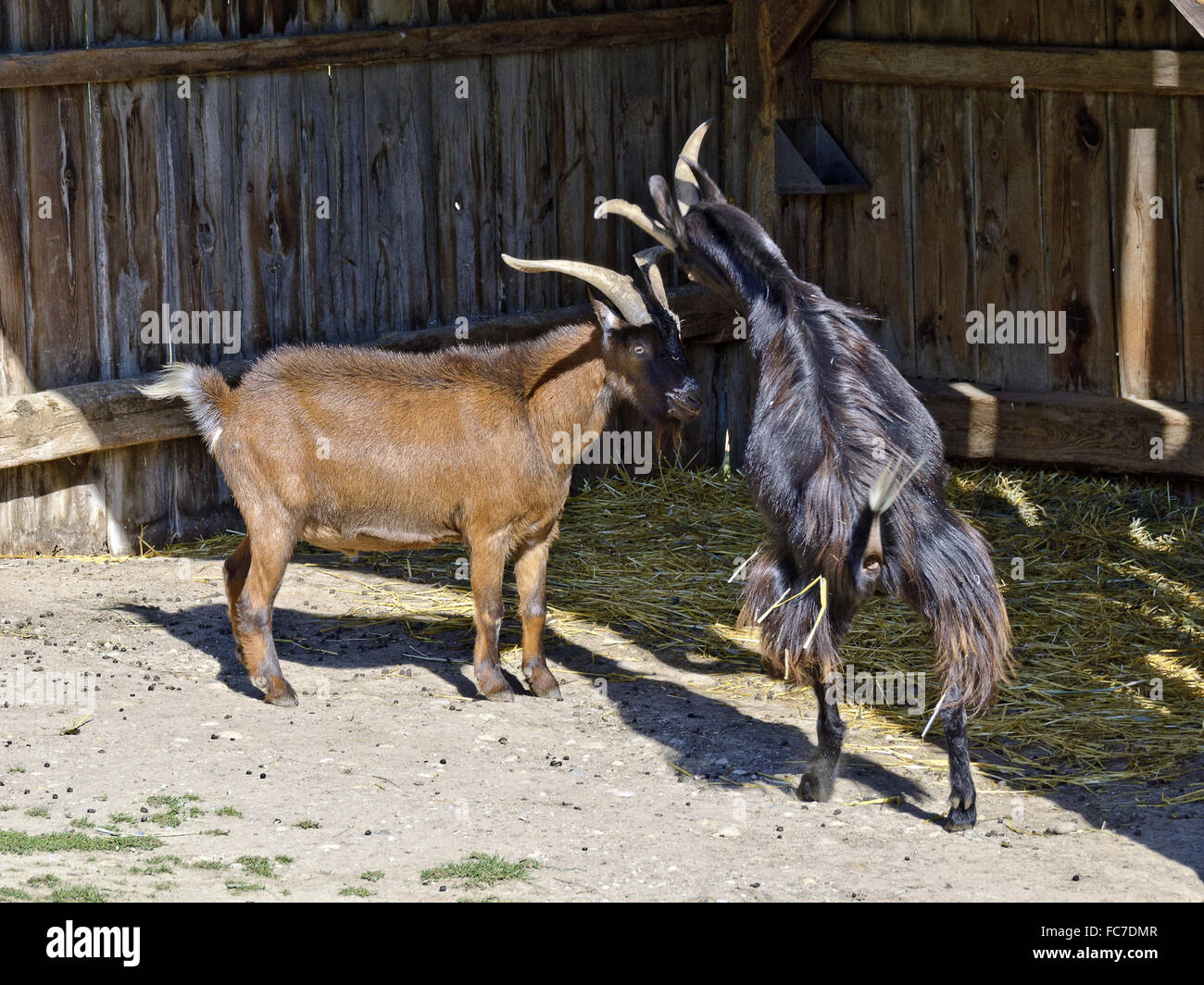 Fighting goat hi-res stock photography and images - Alamy