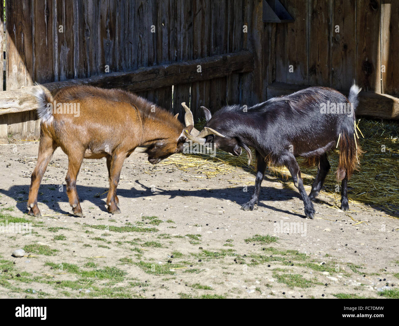 Head butting goats hi-res stock photography and images - Alamy