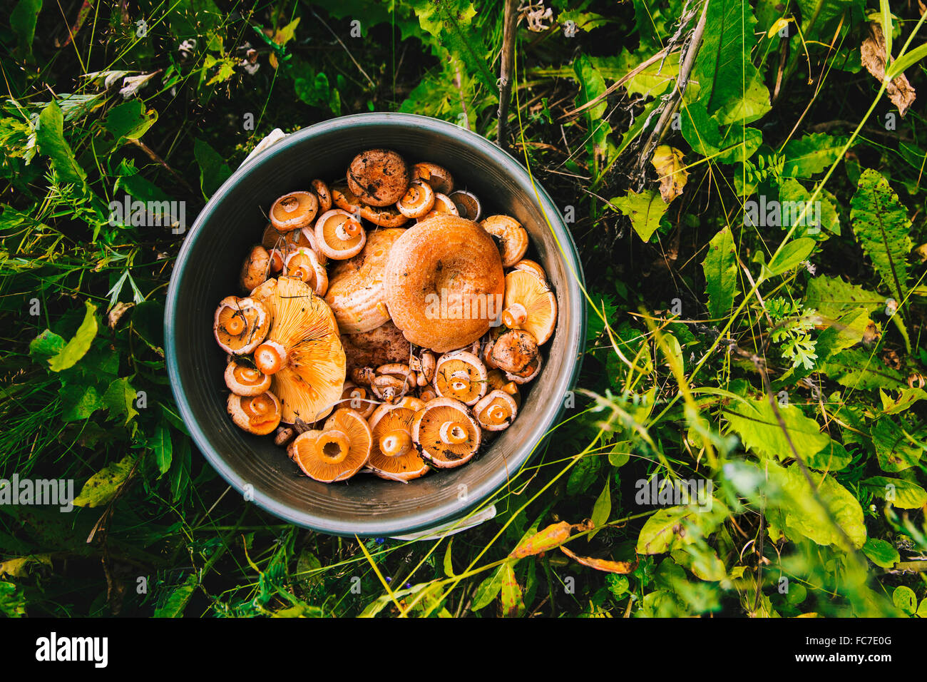 Bucket of mushrooms in grass Stock Photo - Alamy