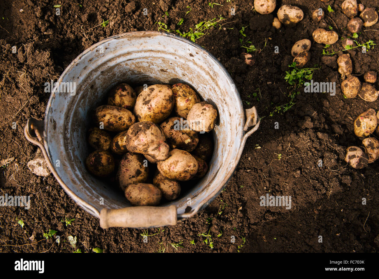 Bucket of potatoes in garden Stock Photo - Alamy