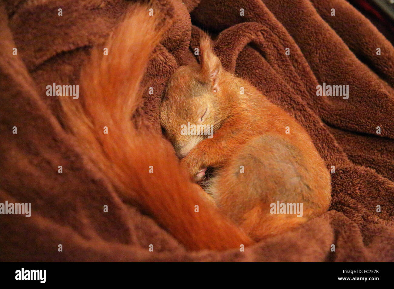 Squirrel sleeping hi-res stock photography and images - Alamy