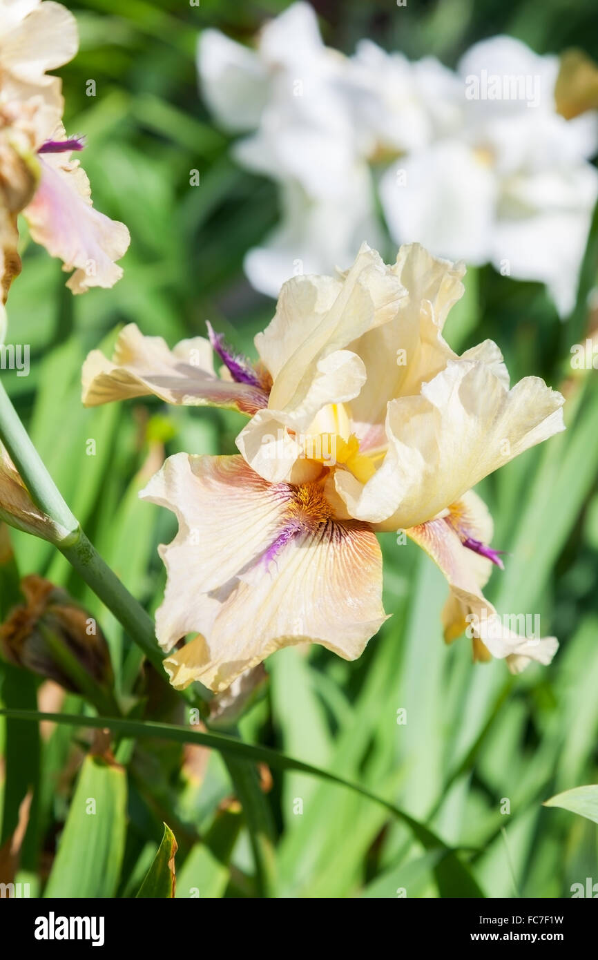 Beige flower hi-res stock photography and images - Alamy