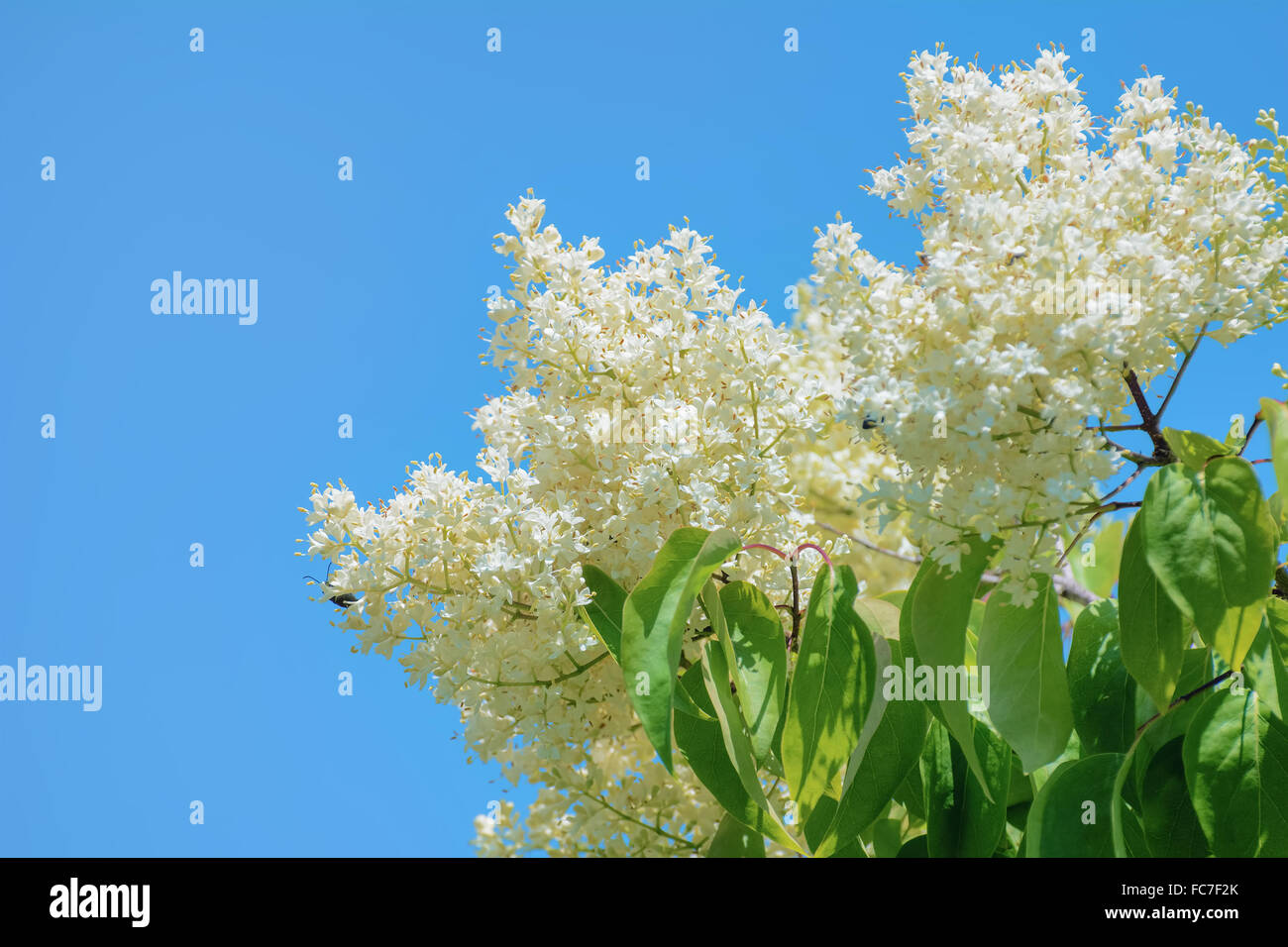 Syringa amurensis hi-res stock photography and images - Alamy