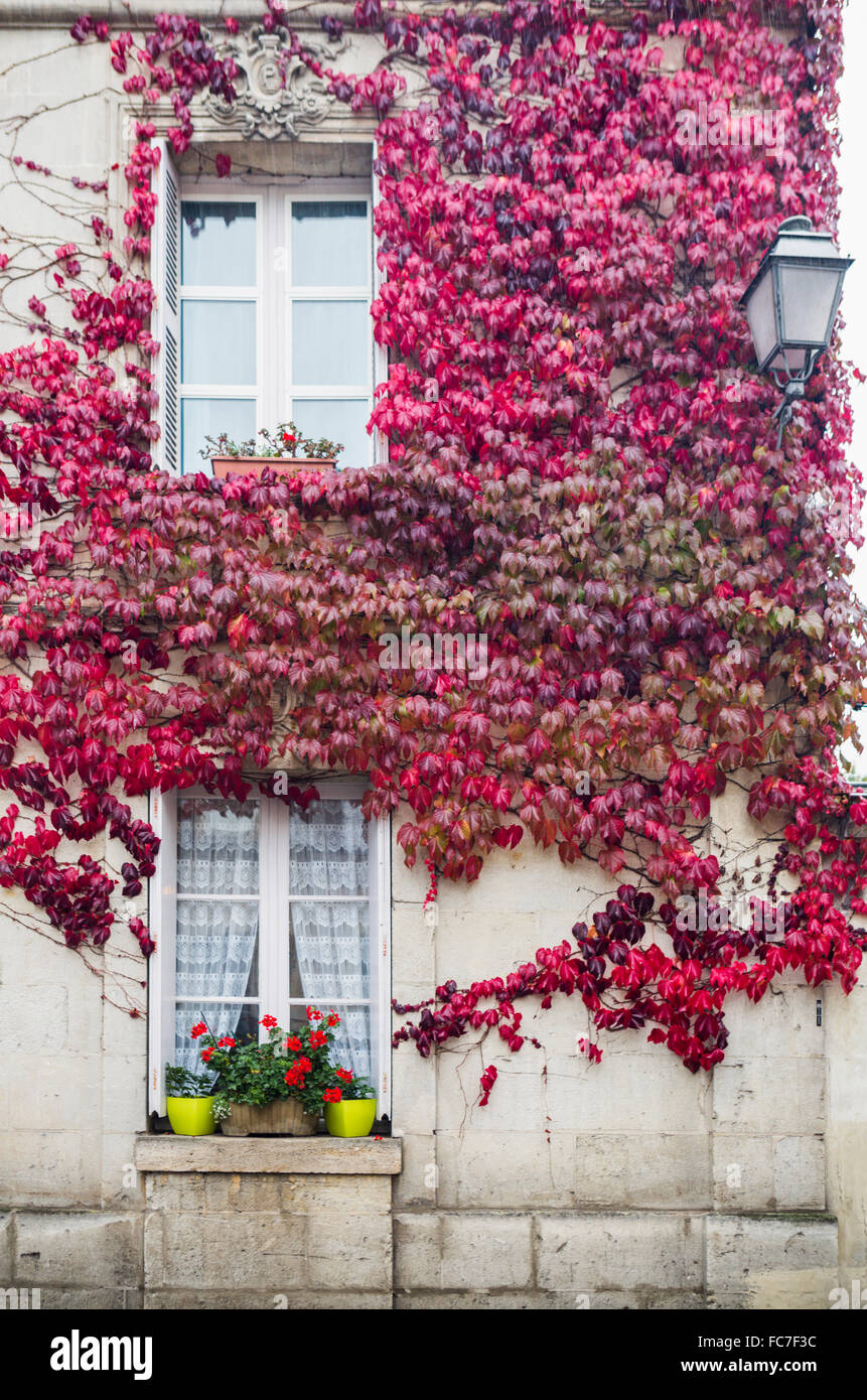 Ivy on the house hi-res stock photography and images - Alamy