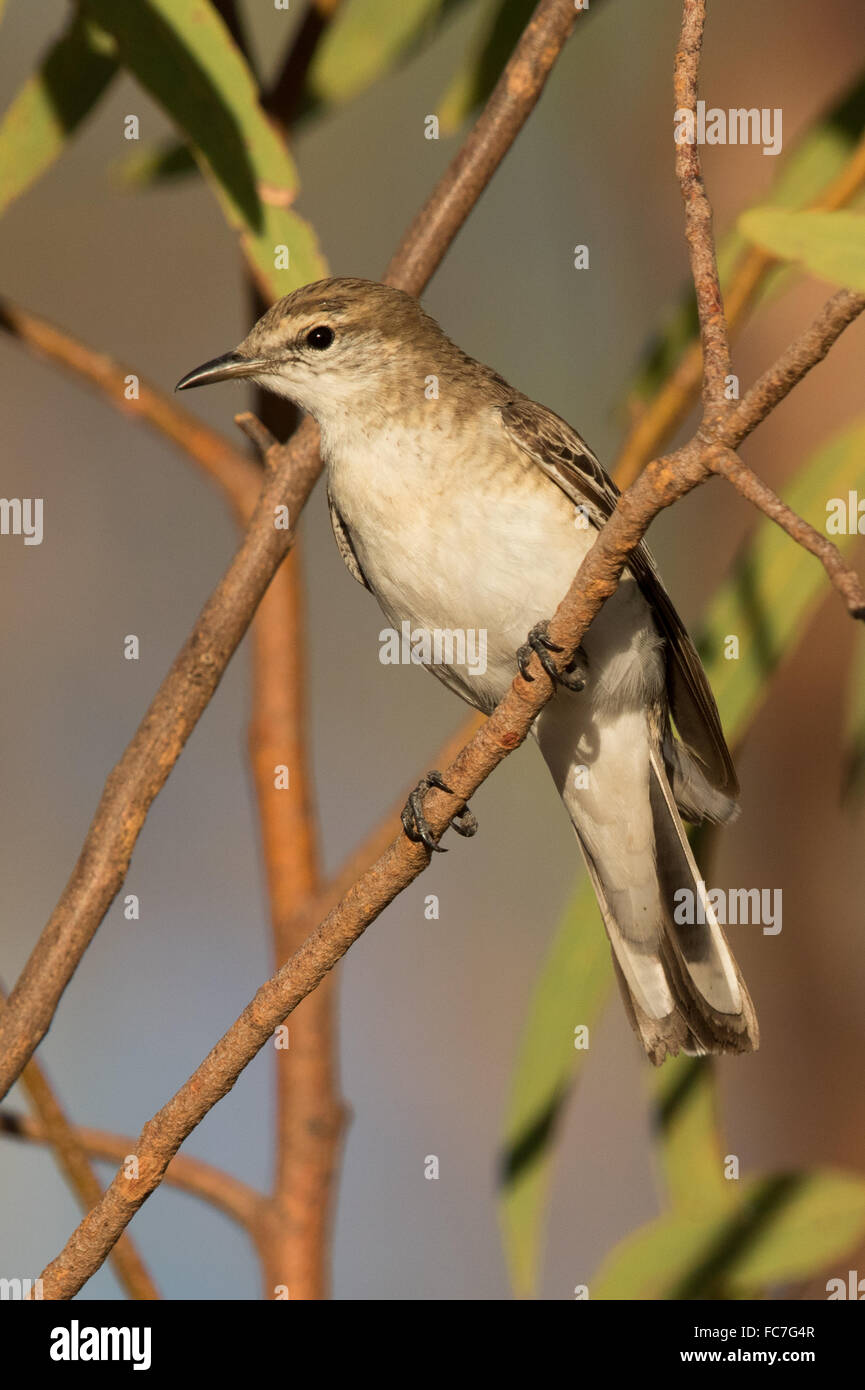 Female white hi-res stock photography and images - Alamy