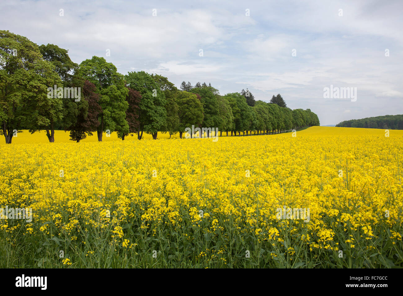 Field of flowers in rural landscape Stock Photo - Alamy