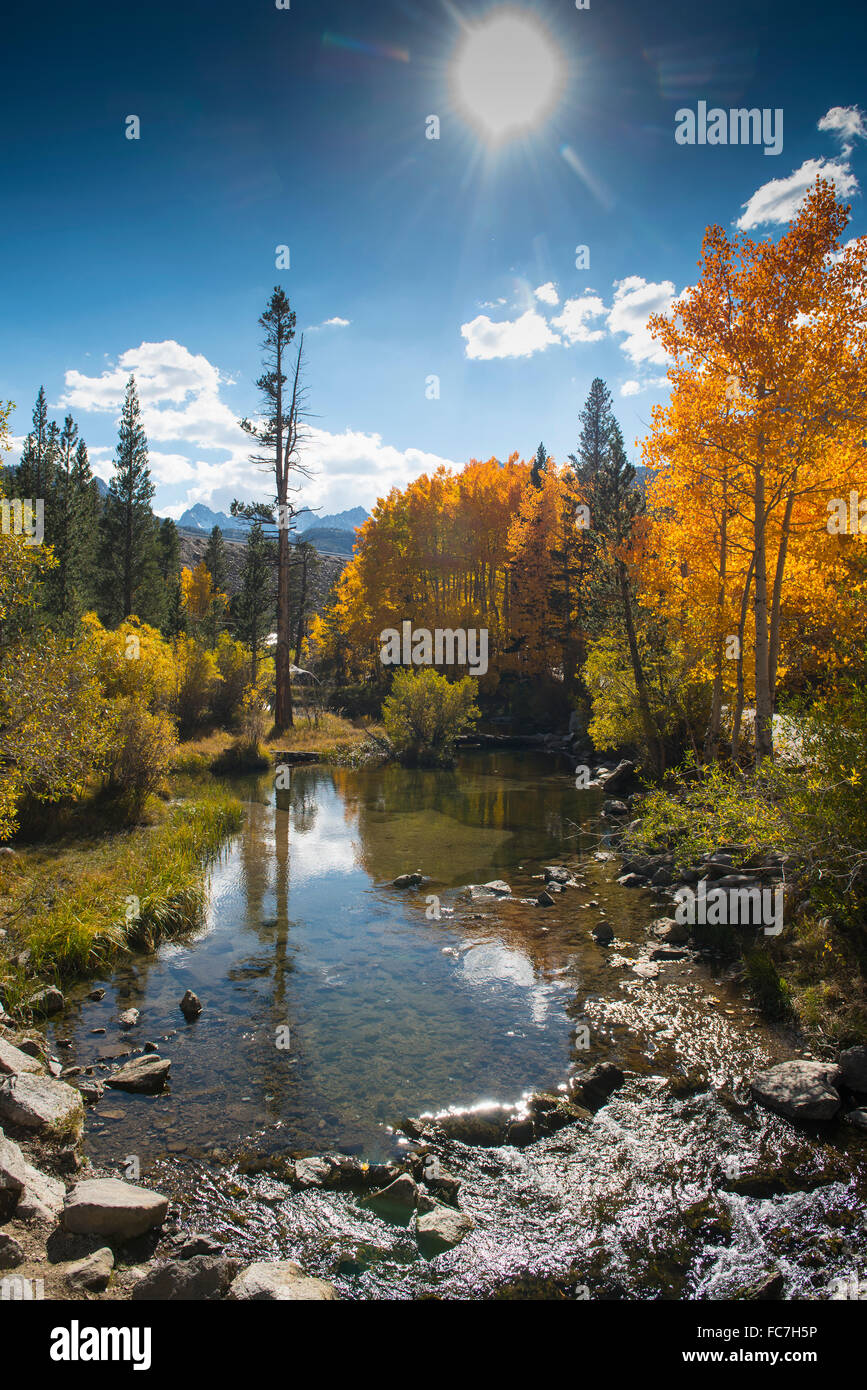Autumn trees with negative space hi-res stock photography and images ...