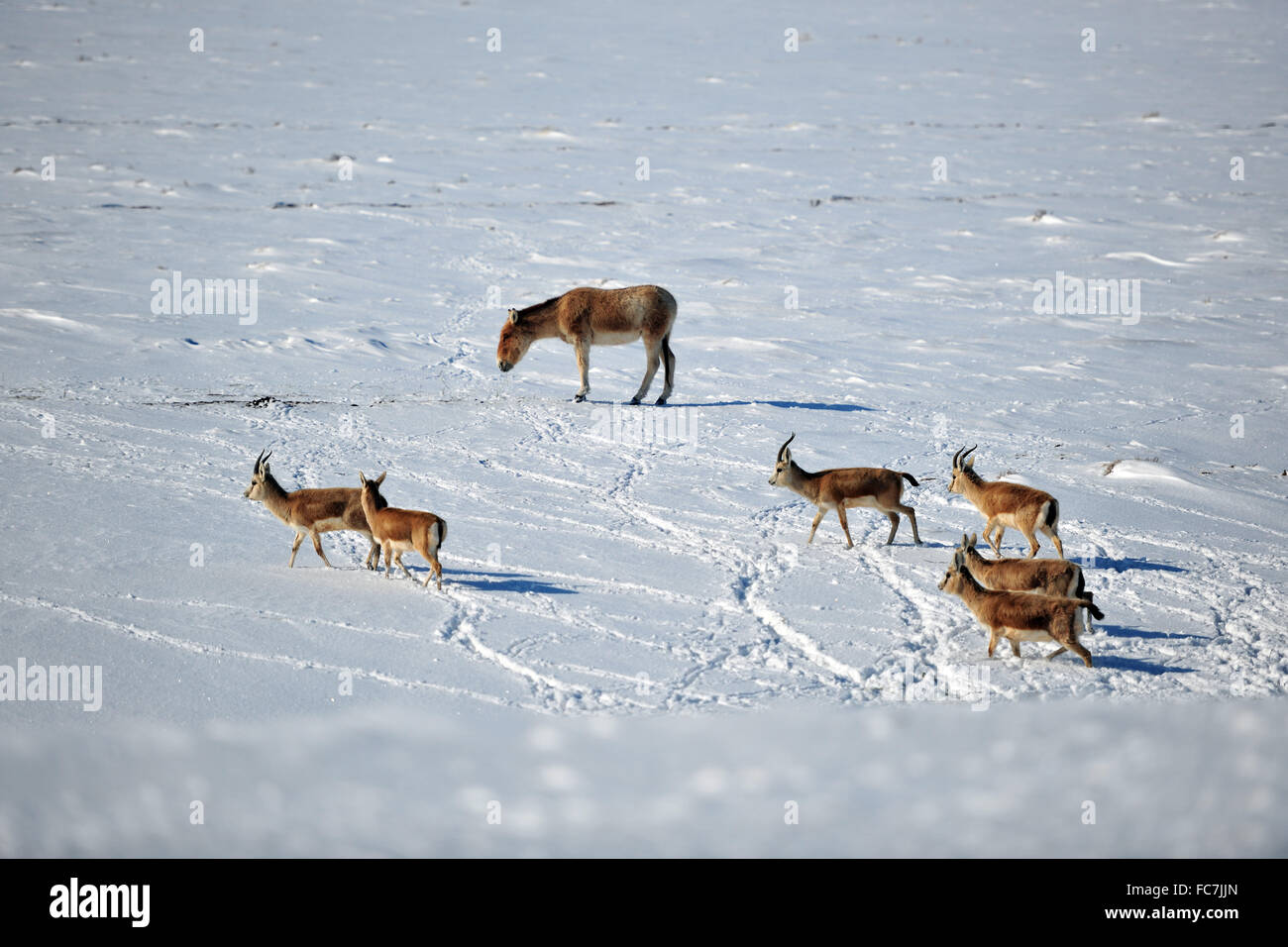 Xinjiang Aletai snow scenery Stock Photo - Alamy