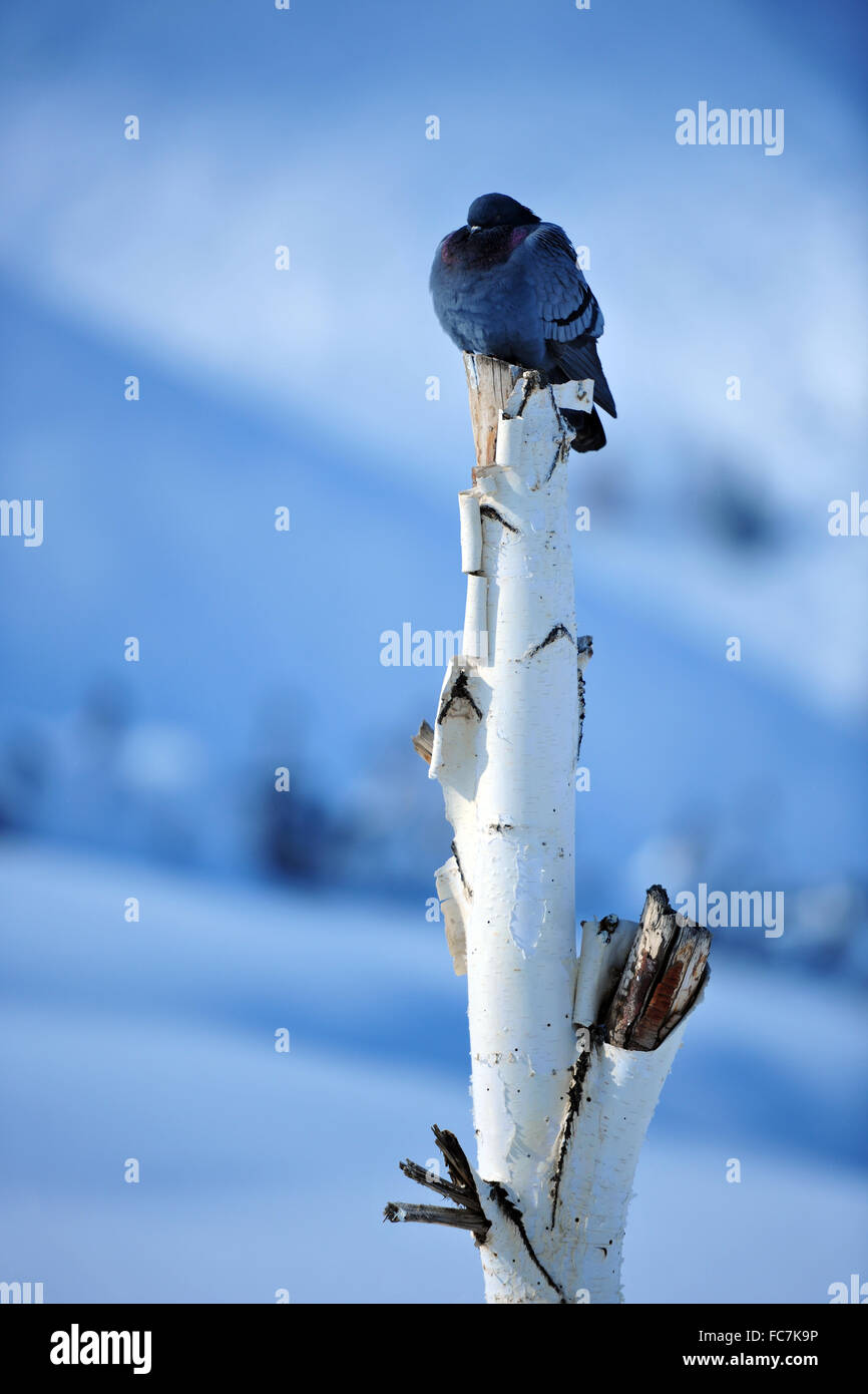 Xinjiang Aletai snow scenery Stock Photo - Alamy
