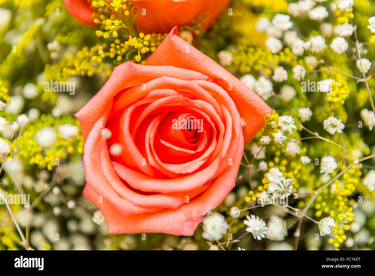 Nice roses in celebration concept Stock Photo - Alamy