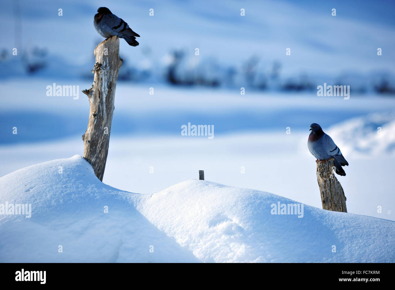Xinjiang Aletai snow scenery Stock Photo - Alamy