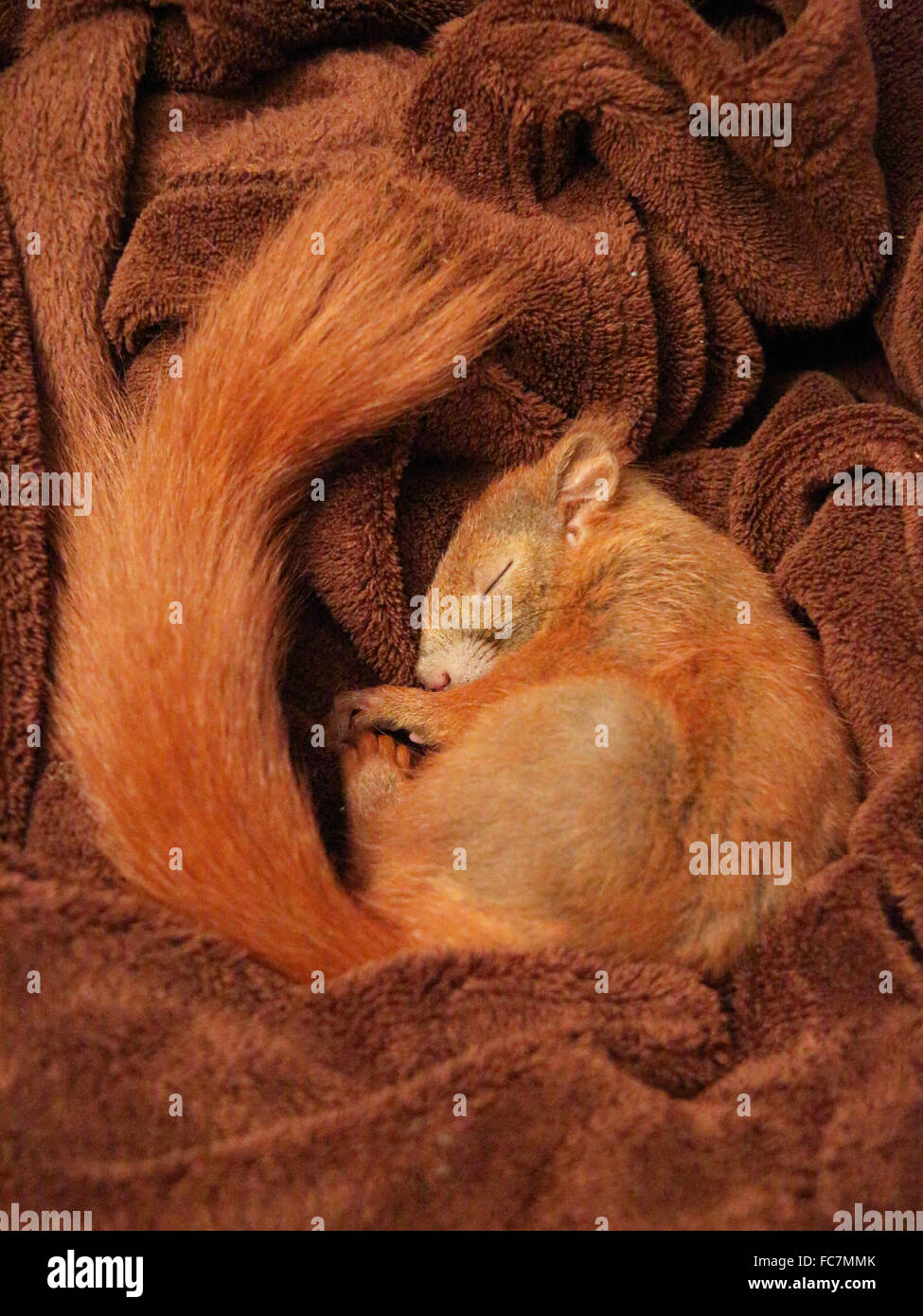 Sleeping squirrel hi-res stock photography and images - Alamy