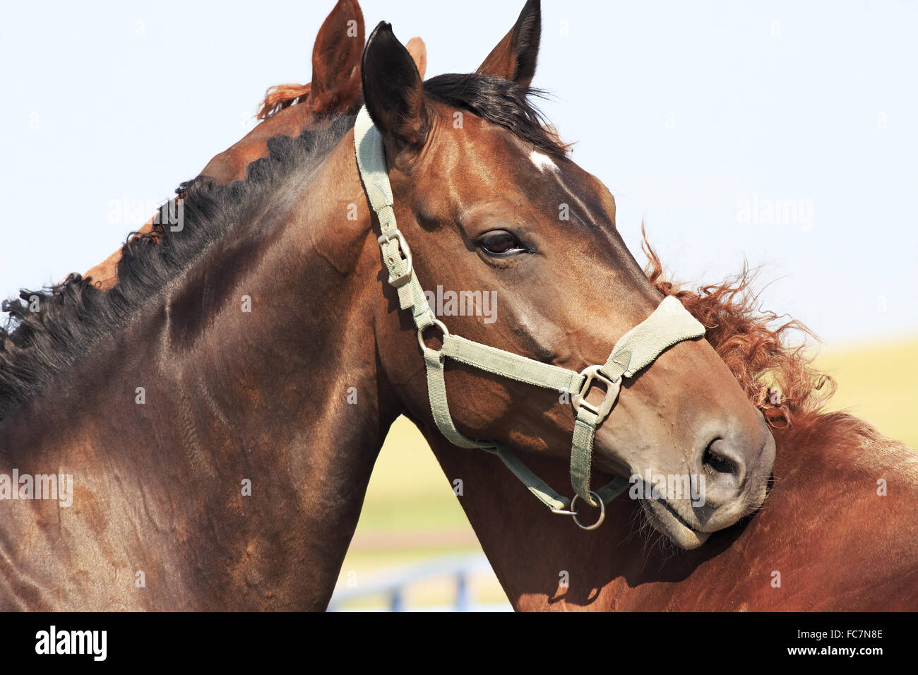Hanoverian mare breed. Beautiful portrait Stock Photo - Alamy