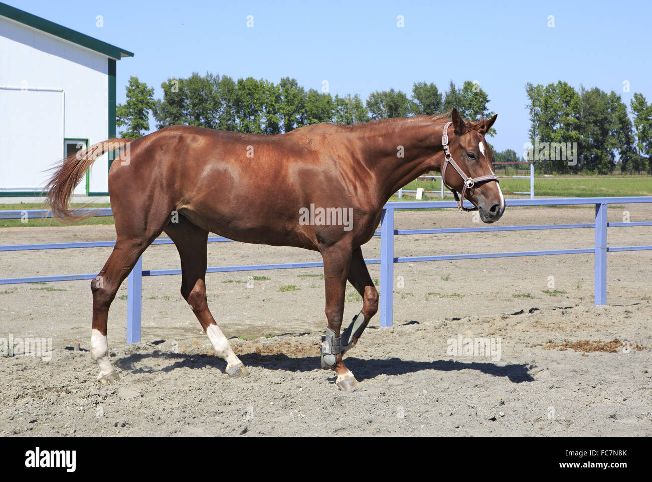 Trakehner breed hi-res stock photography and images - Alamy