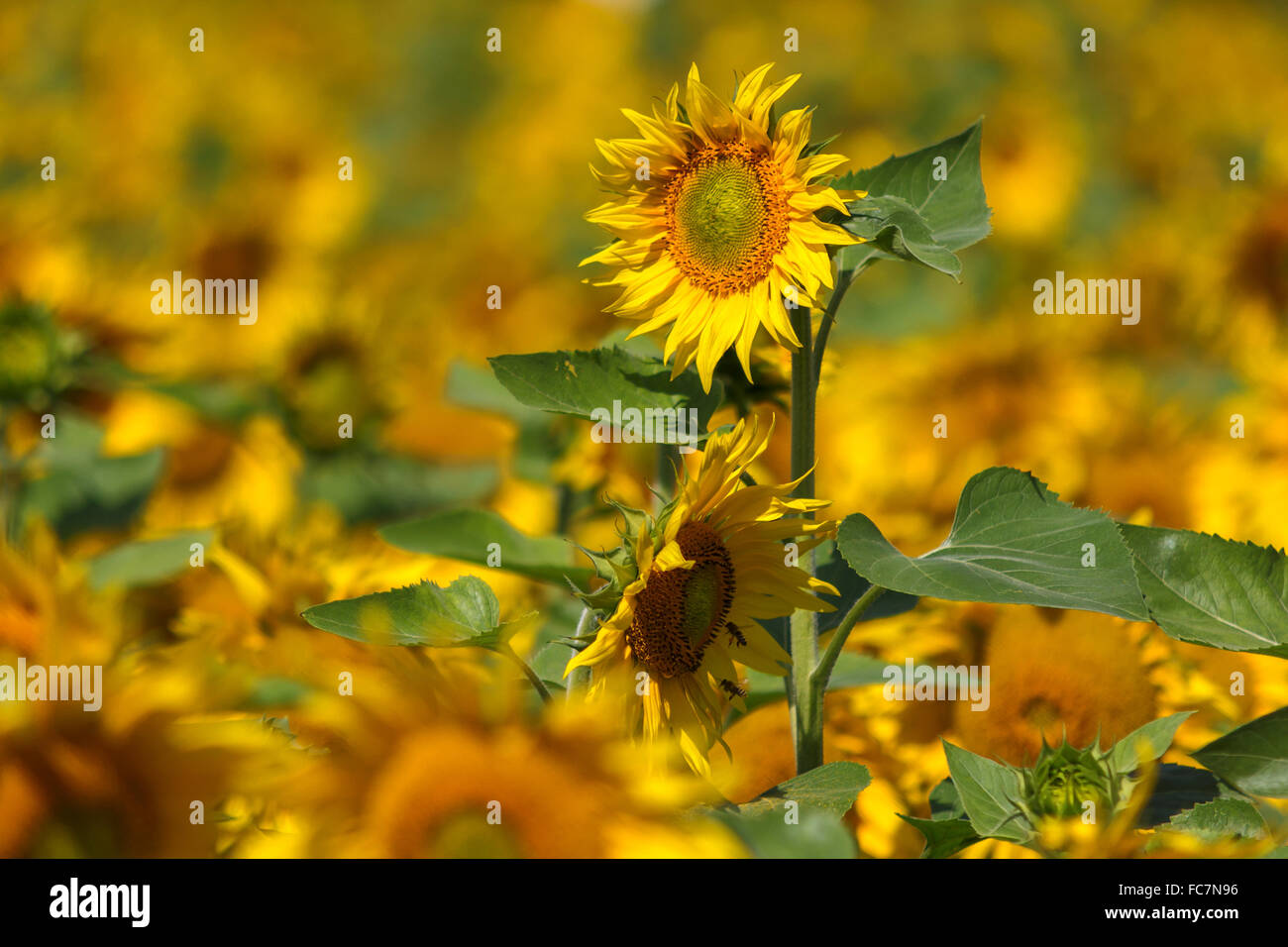 Sunn hi-res stock photography and images - Alamy