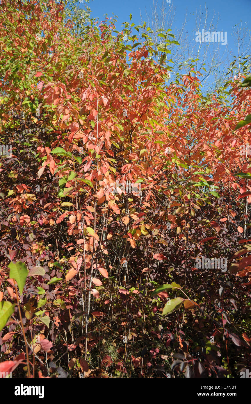 Prunus avi hi-res stock photography and images - Alamy