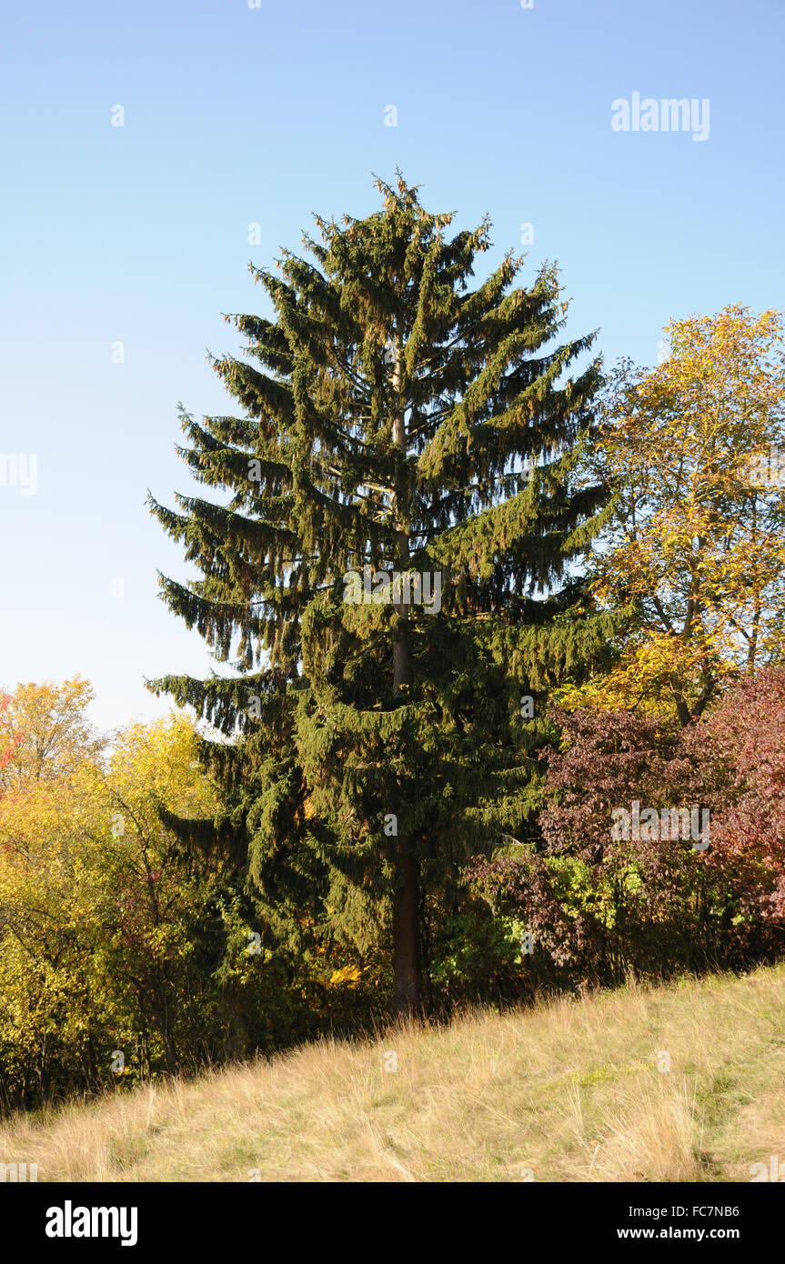 Indian spruce hi-res stock photography and images - Alamy