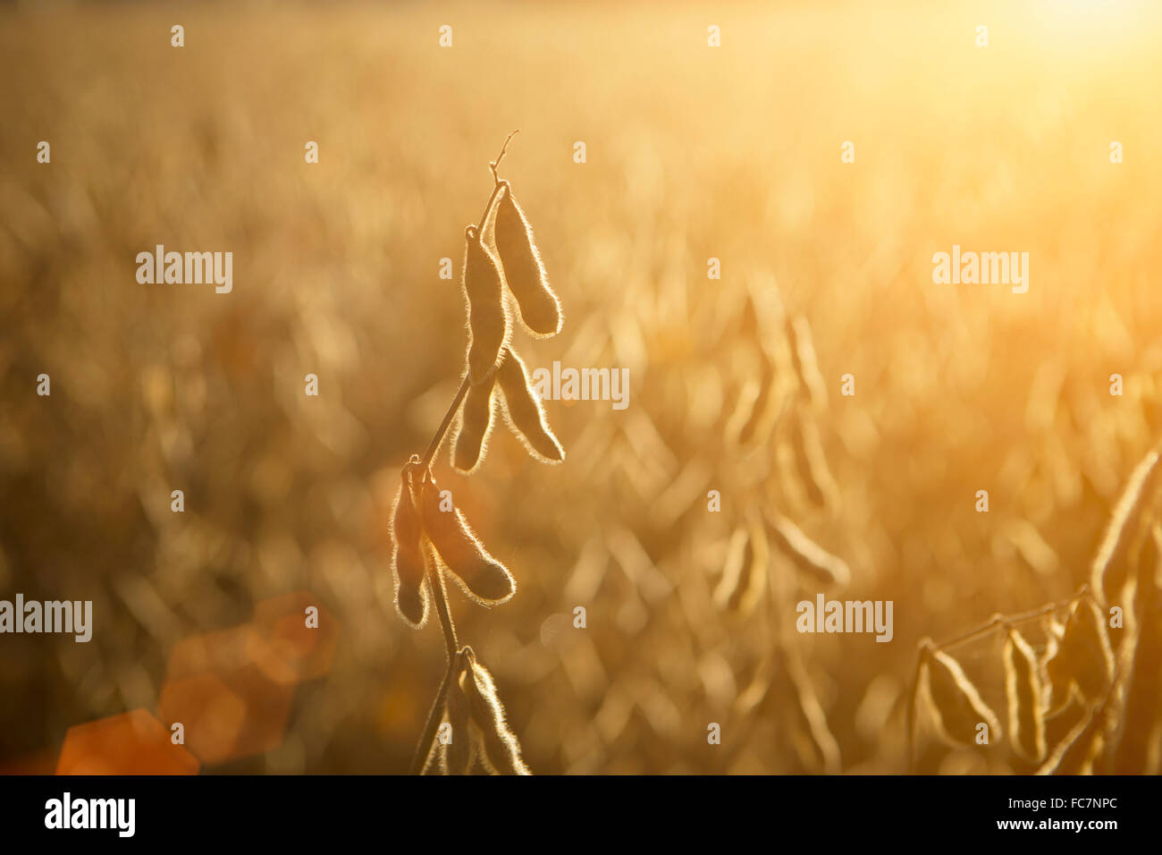 Close up of crops growing in farm field Stock Photo - Alamy