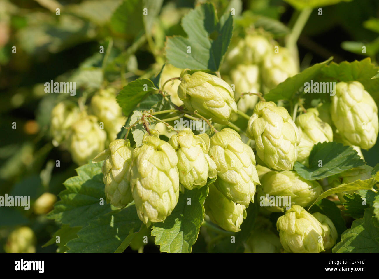 Hop autumn hi-res stock photography and images - Alamy