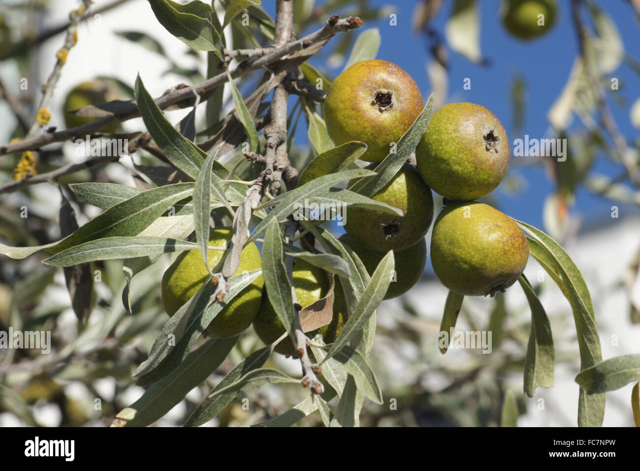 Willowleaf pear hi-res stock photography and images - Alamy