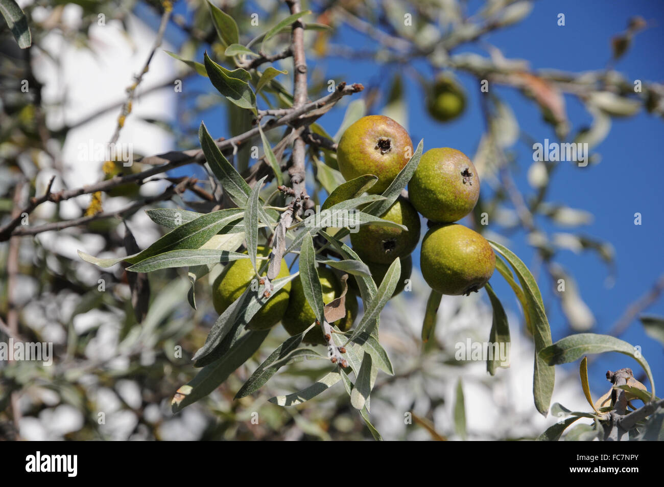 Willowleaf pear hi-res stock photography and images - Alamy