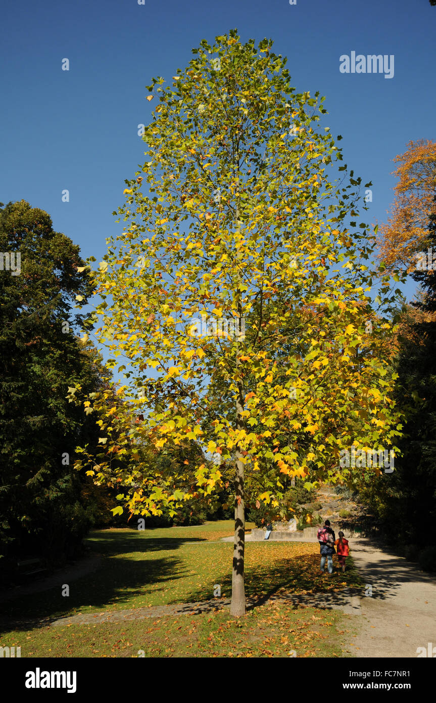 Indian Tulip Tree Flower High Resolution Stock Photography and Images ...