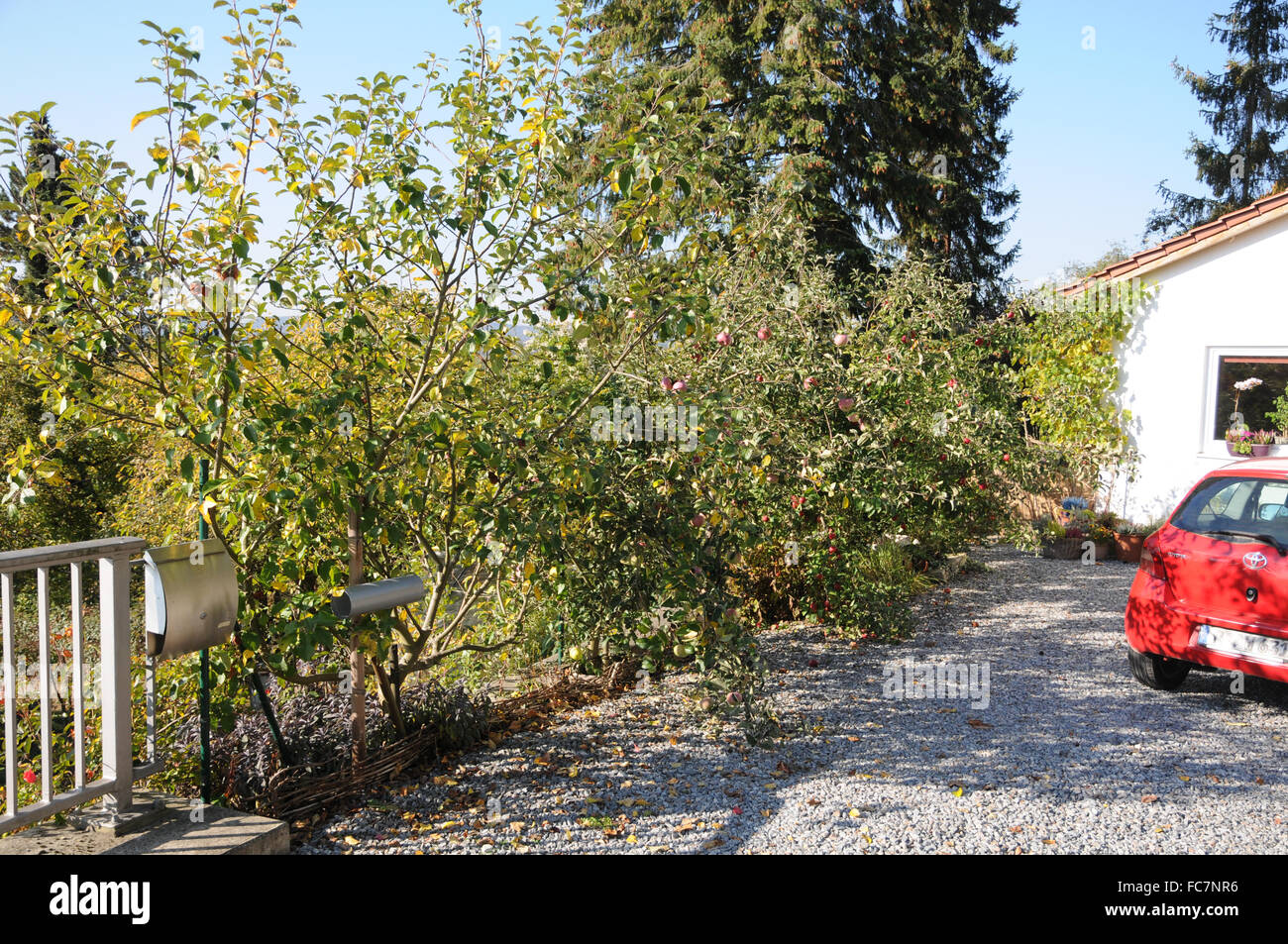 Apple trees with fall colors hi-res stock photography and images - Alamy