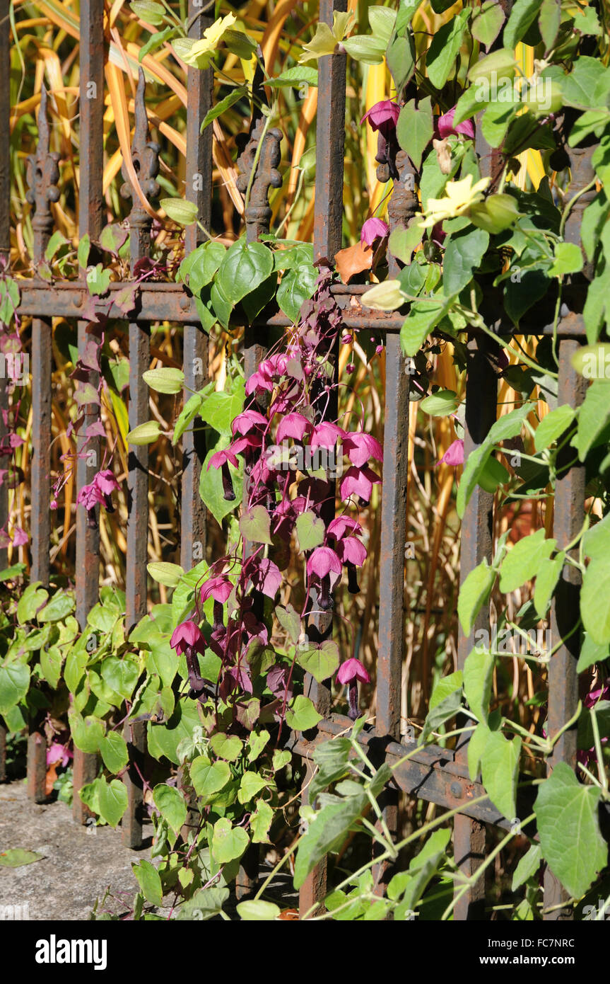 Bell vine hi-res stock photography and images - Alamy