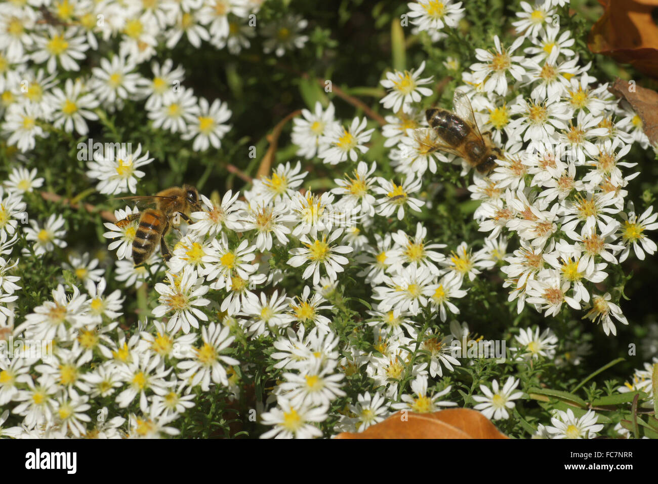 Indian aster hi-res stock photography and images - Alamy