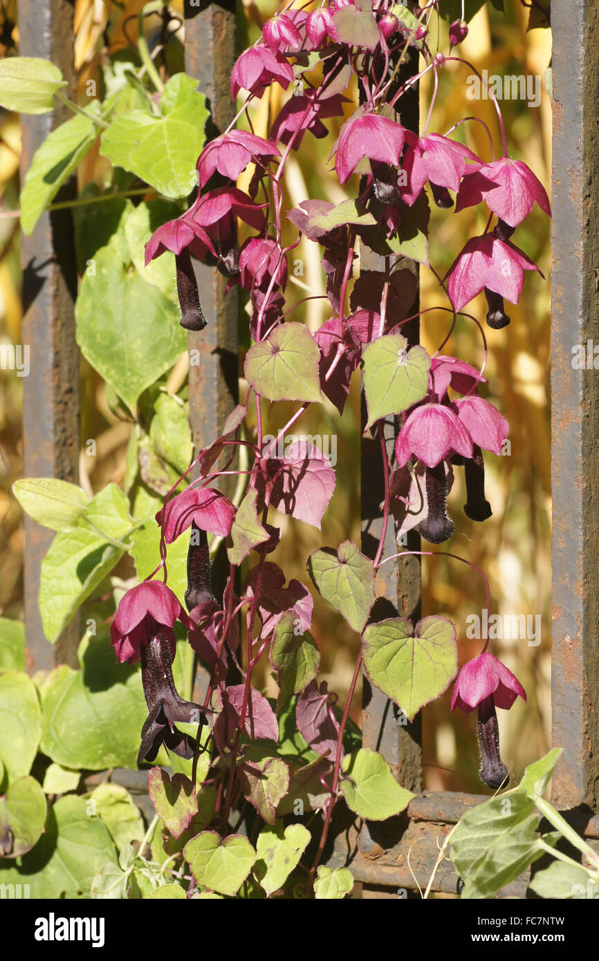 Purple vine leaves hi-res stock photography and images - Alamy