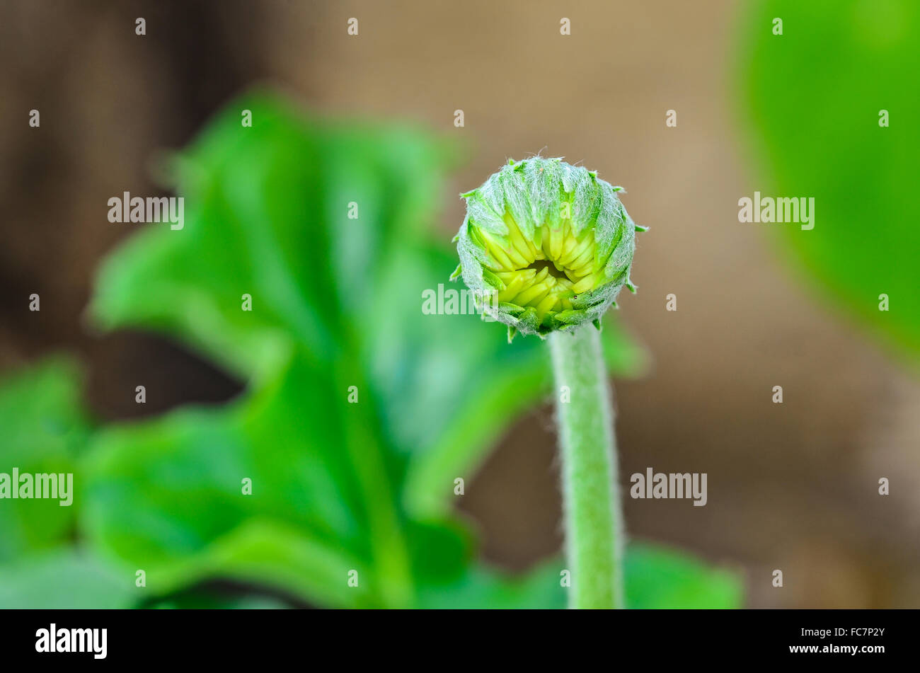 gerbera flower bud Stock Photo - Alamy