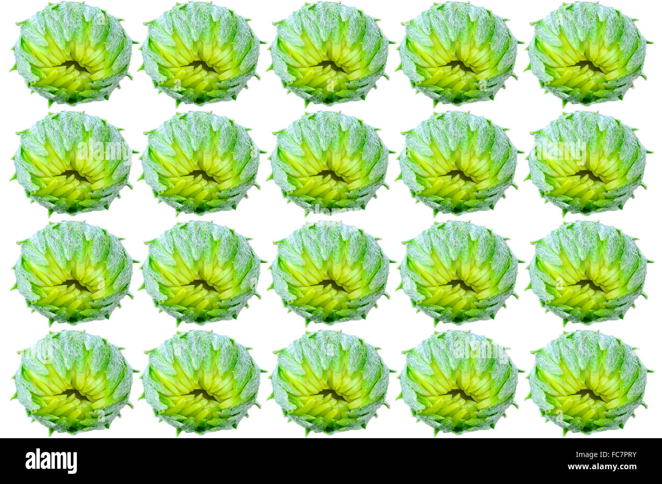 Many gerbera flower bud on white background Stock Photo - Alamy