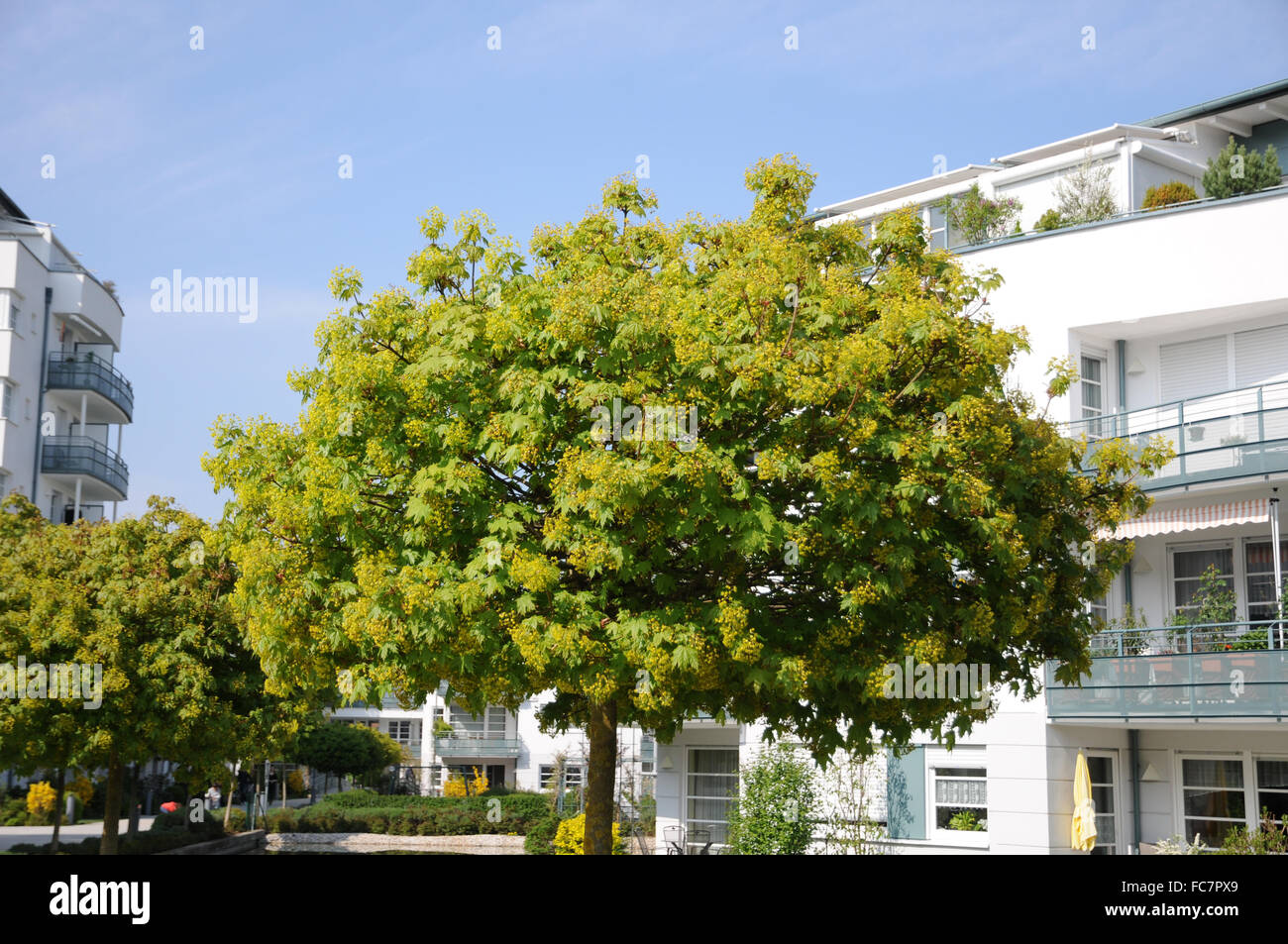Norway maple globosum hi-res stock photography and images - Alamy