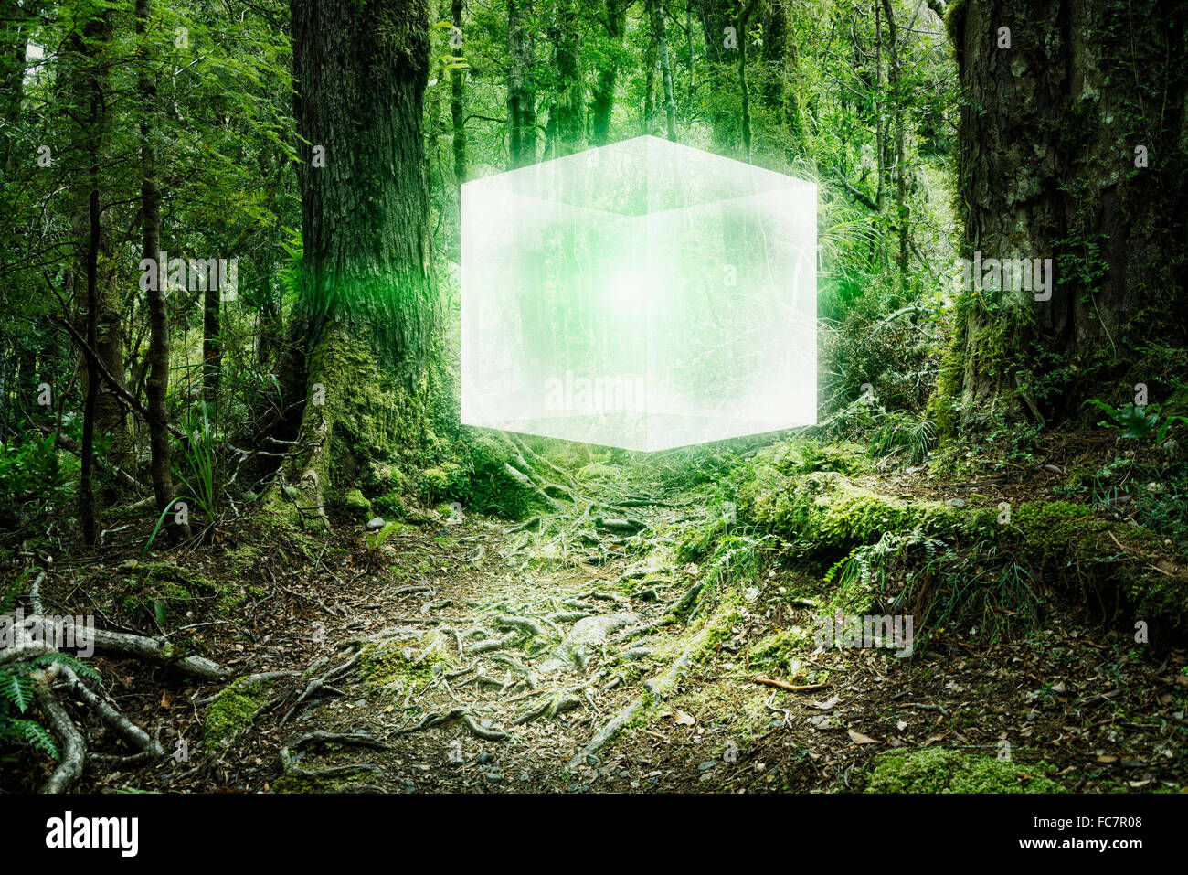 Glowing cube floating in forest Stock Photo - Alamy
