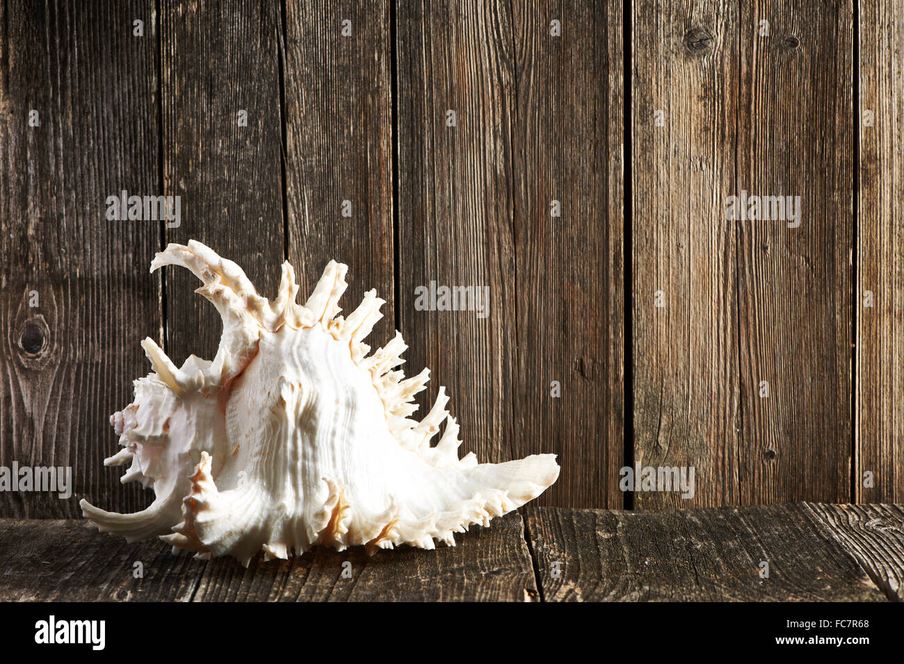 Seashell panel hi-res stock photography and images - Alamy
