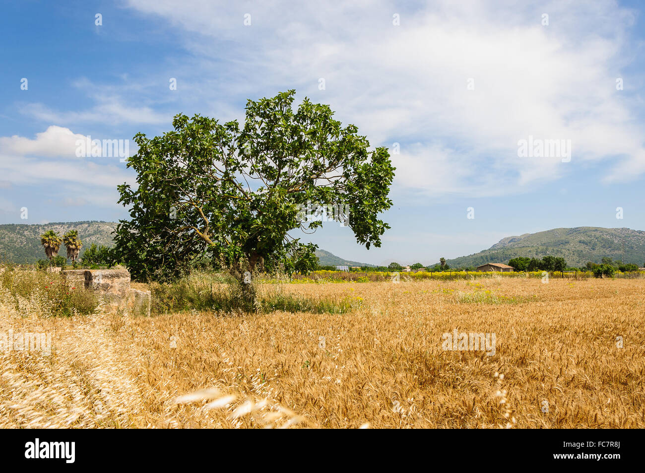 Wheat field with a tree Stock Photo - Alamy