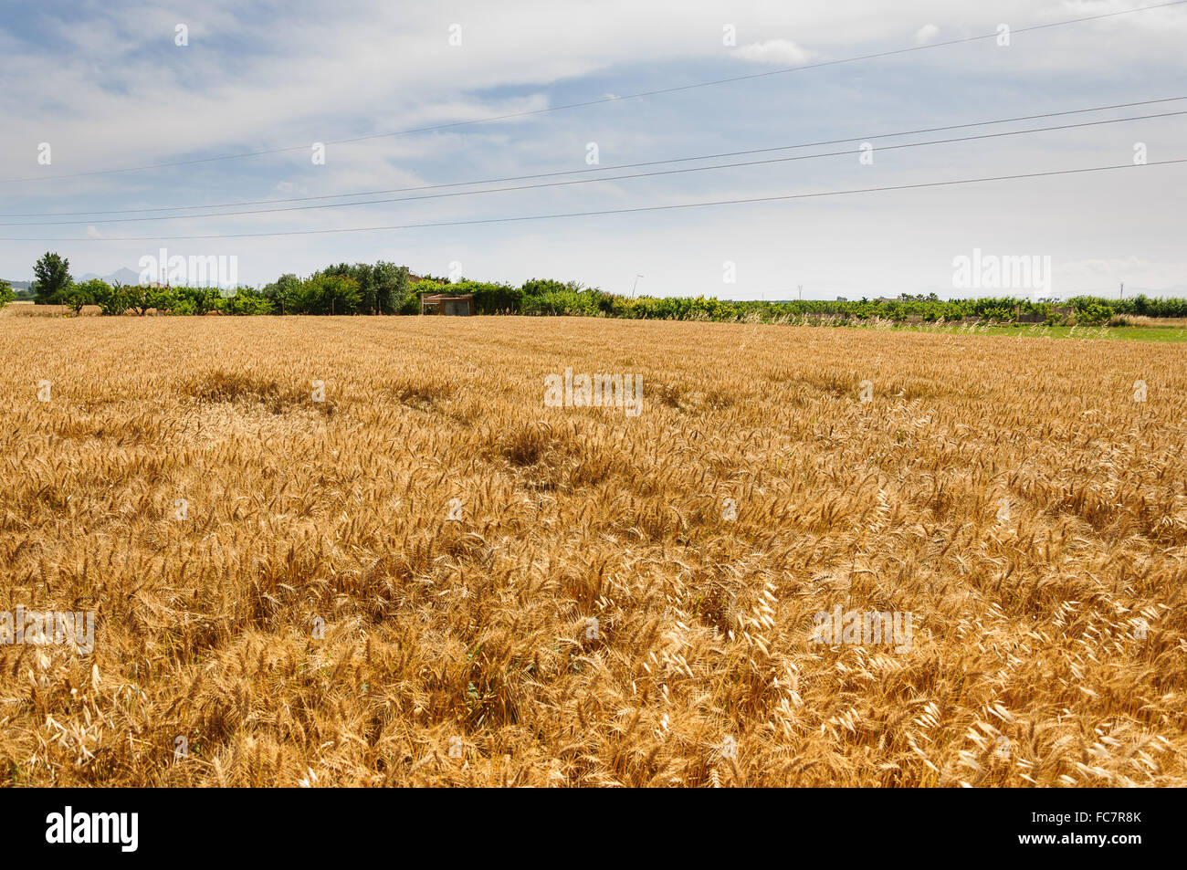 Field wheat agriculture beans hi-res stock photography and images - Alamy