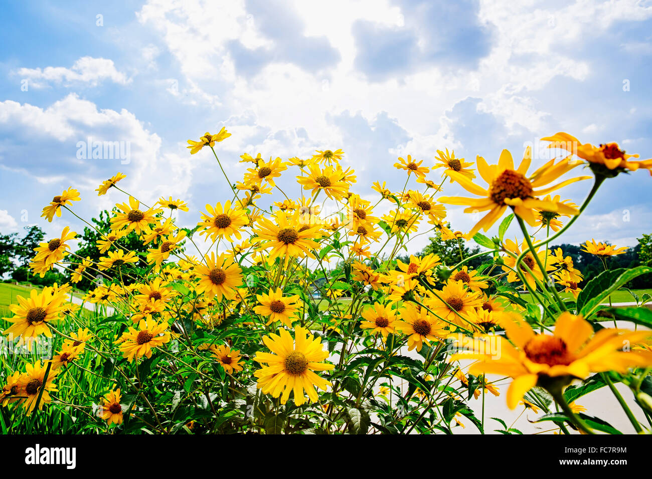 Flower underneath view hi-res stock photography and images - Alamy