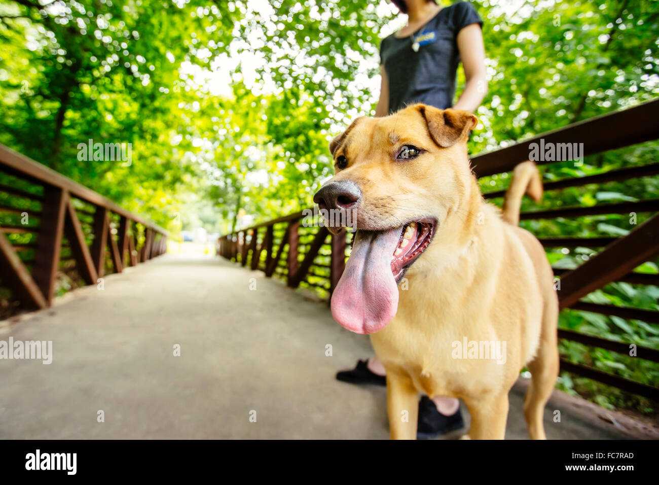 Caucasian woman walking dog on bridge Stock Photo - Alamy