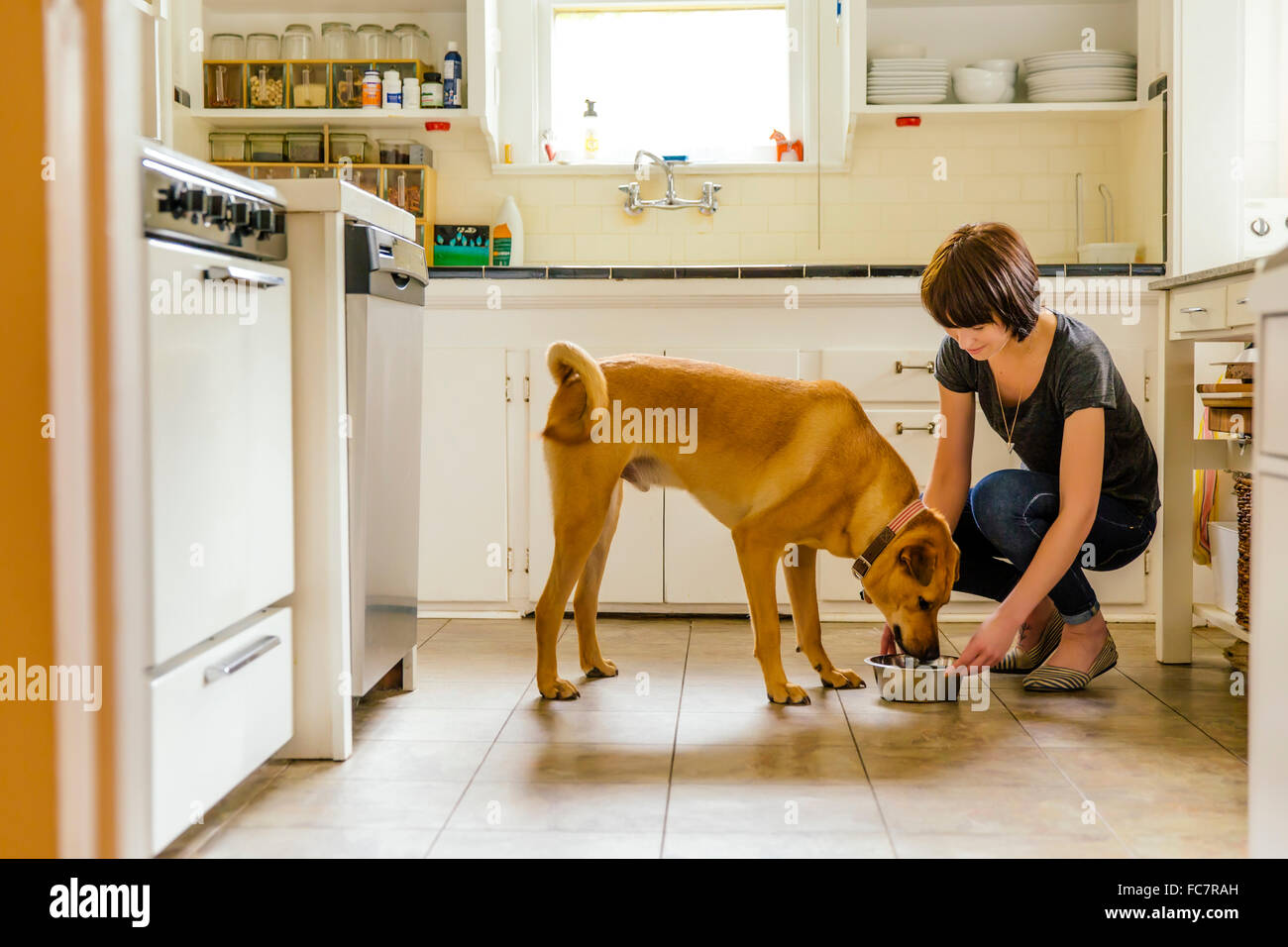 Caucasian woman feeding dog in kitchen Stock Photo - Alamy