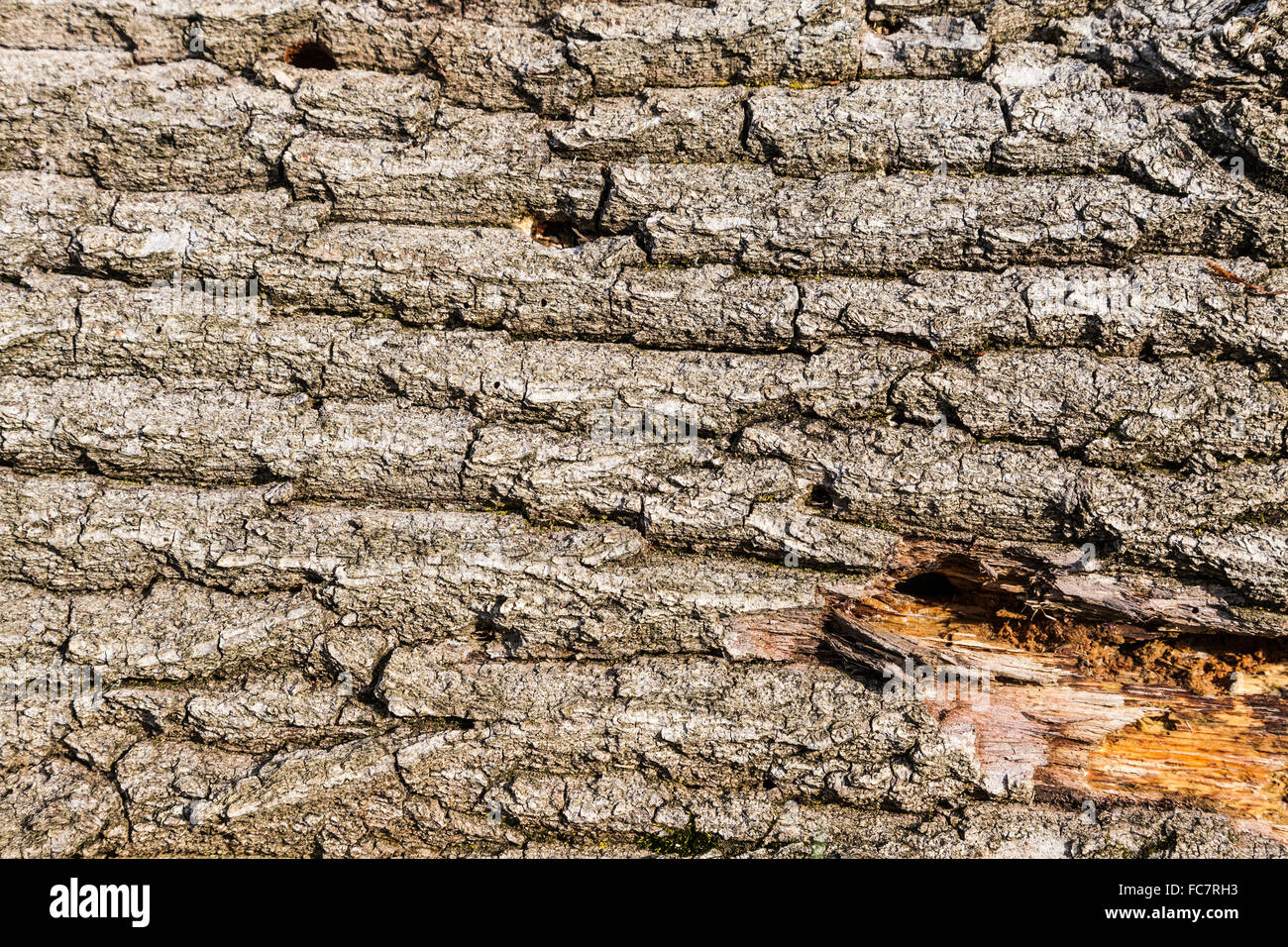 Old bark detail Stock Photo - Alamy