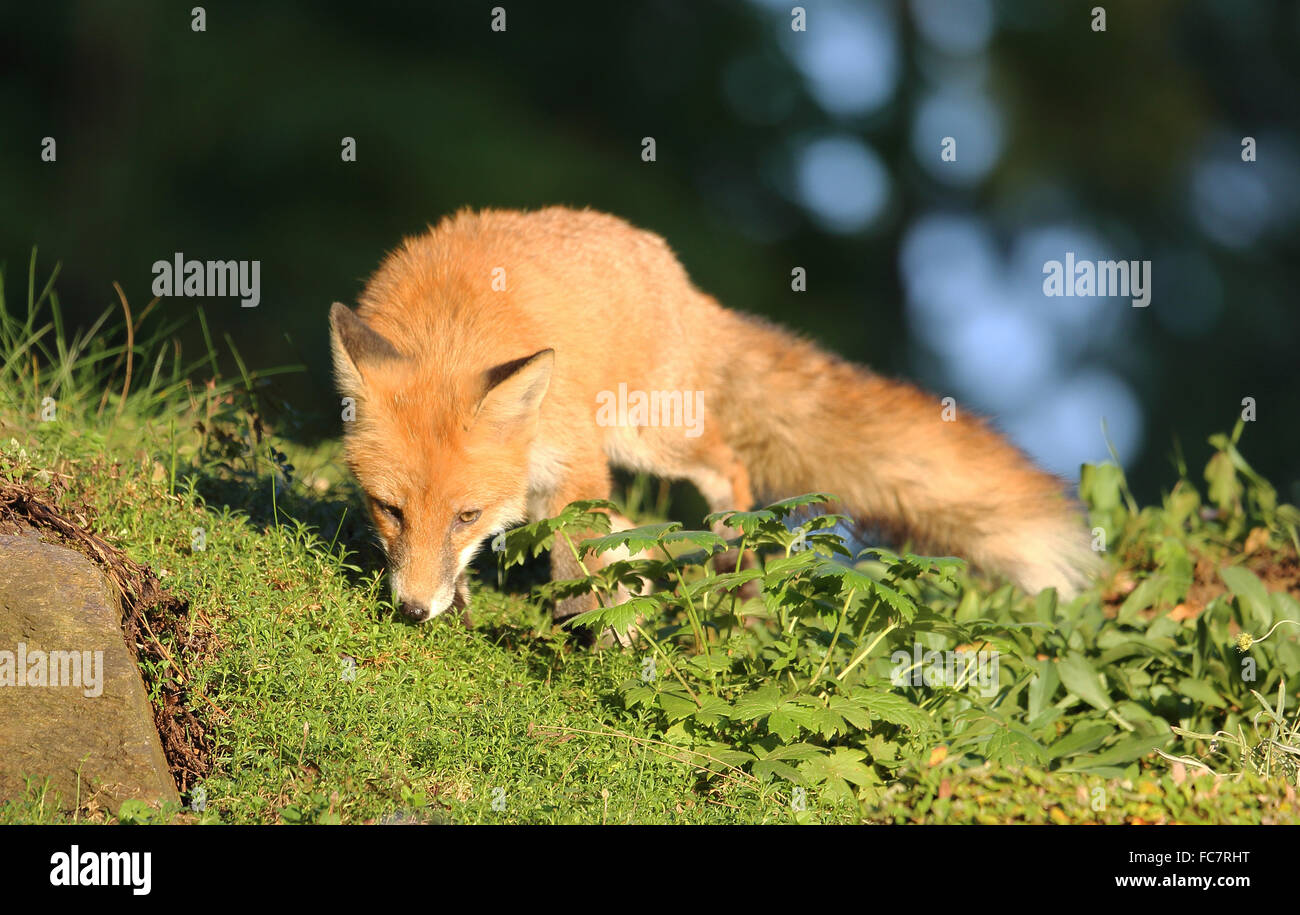 Clever fox hi-res stock photography and images - Alamy