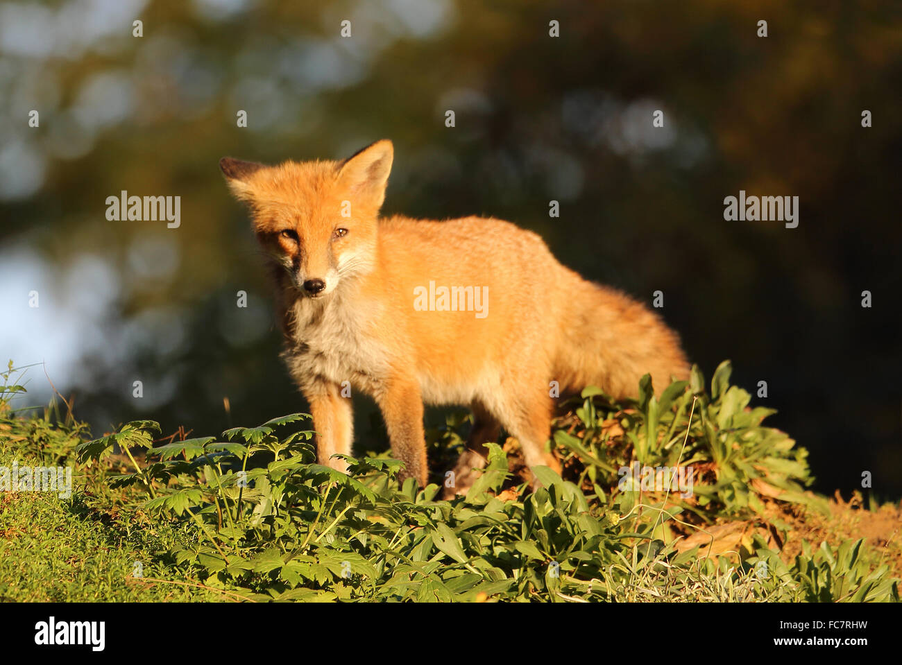 fox in the sunlight Stock Photo - Alamy