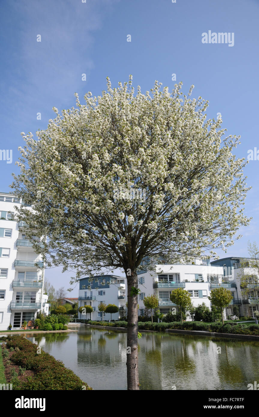 Dwarf cherry tree hi-res stock photography and images - Alamy