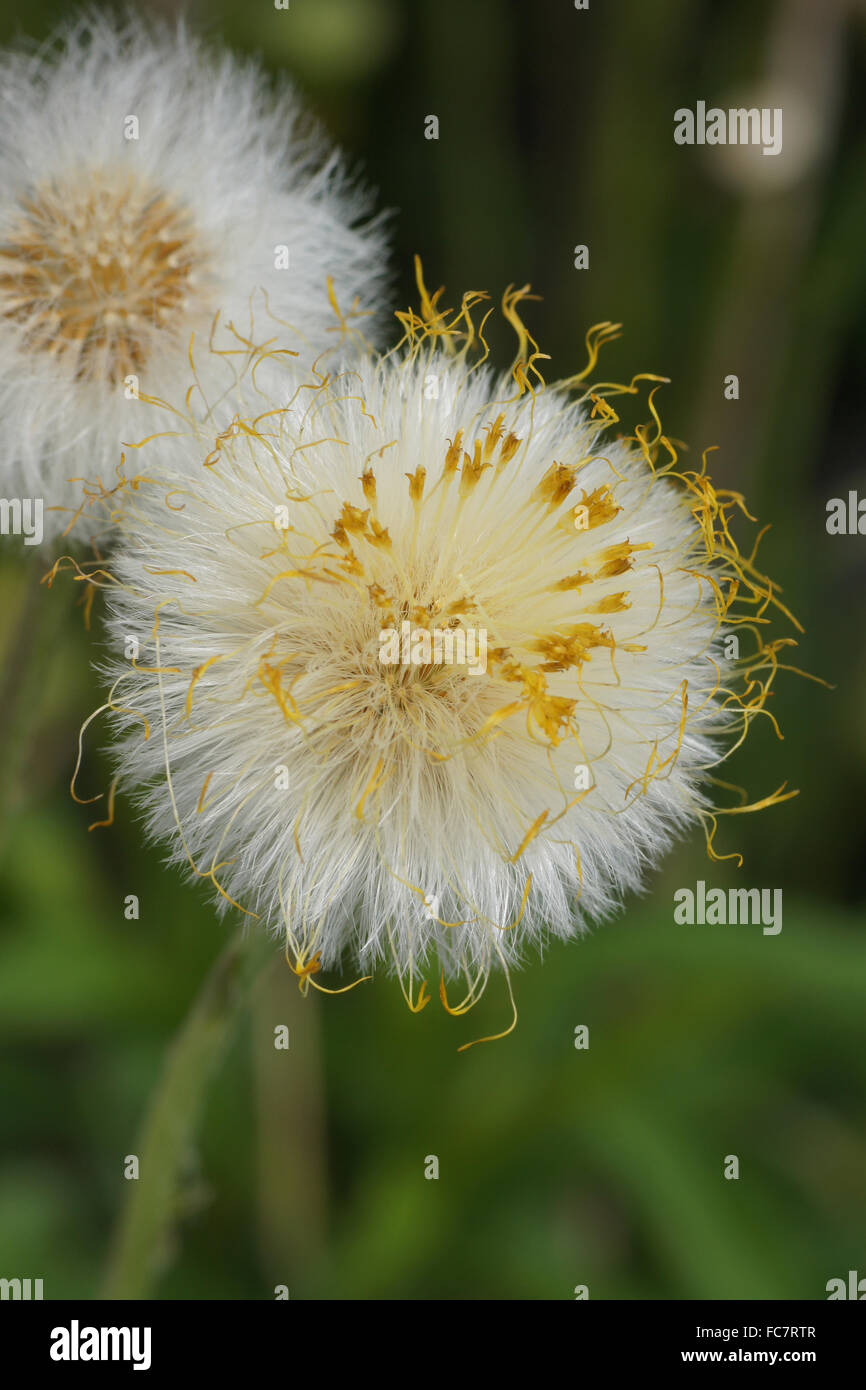 Fruit tees hi-res stock photography and images - Alamy