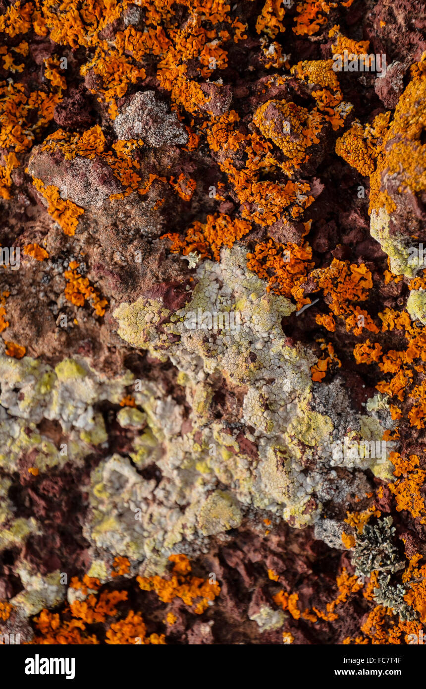 Lichen Texture Pattern Stock Photo - Alamy