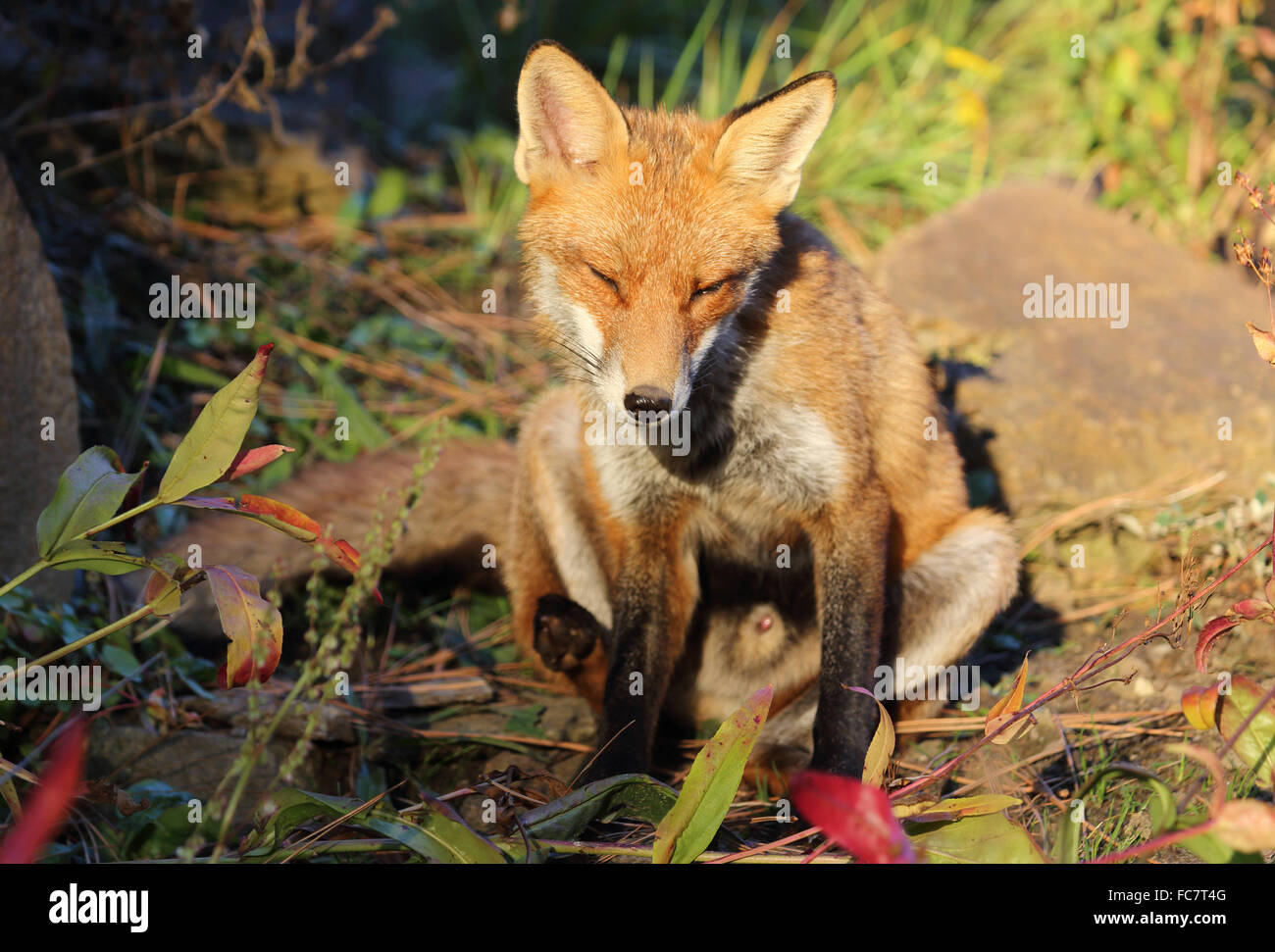 Sitting fox hi-res stock photography and images - Alamy