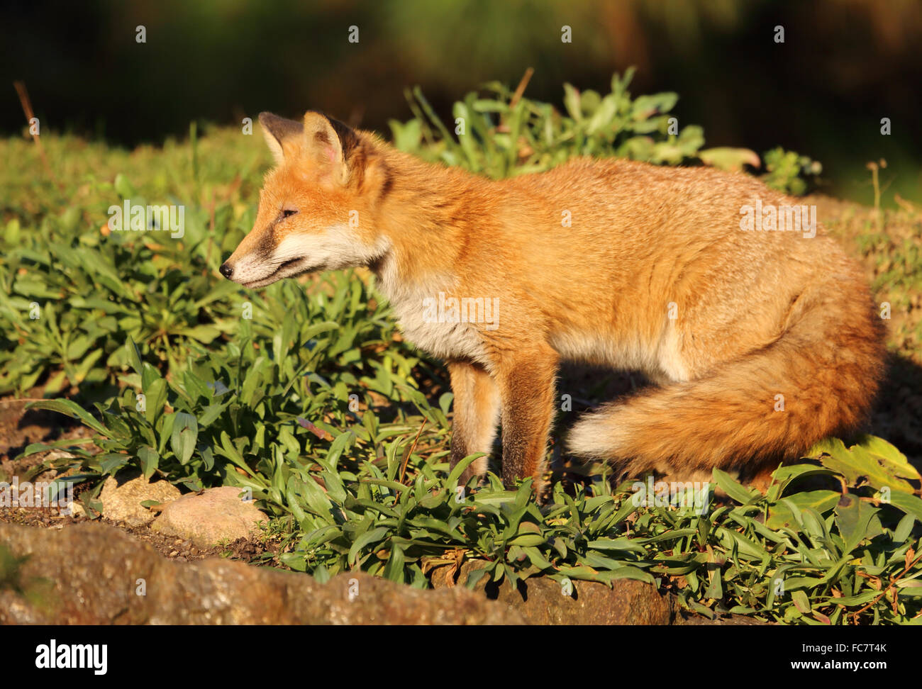 fox in the sunlight Stock Photo - Alamy