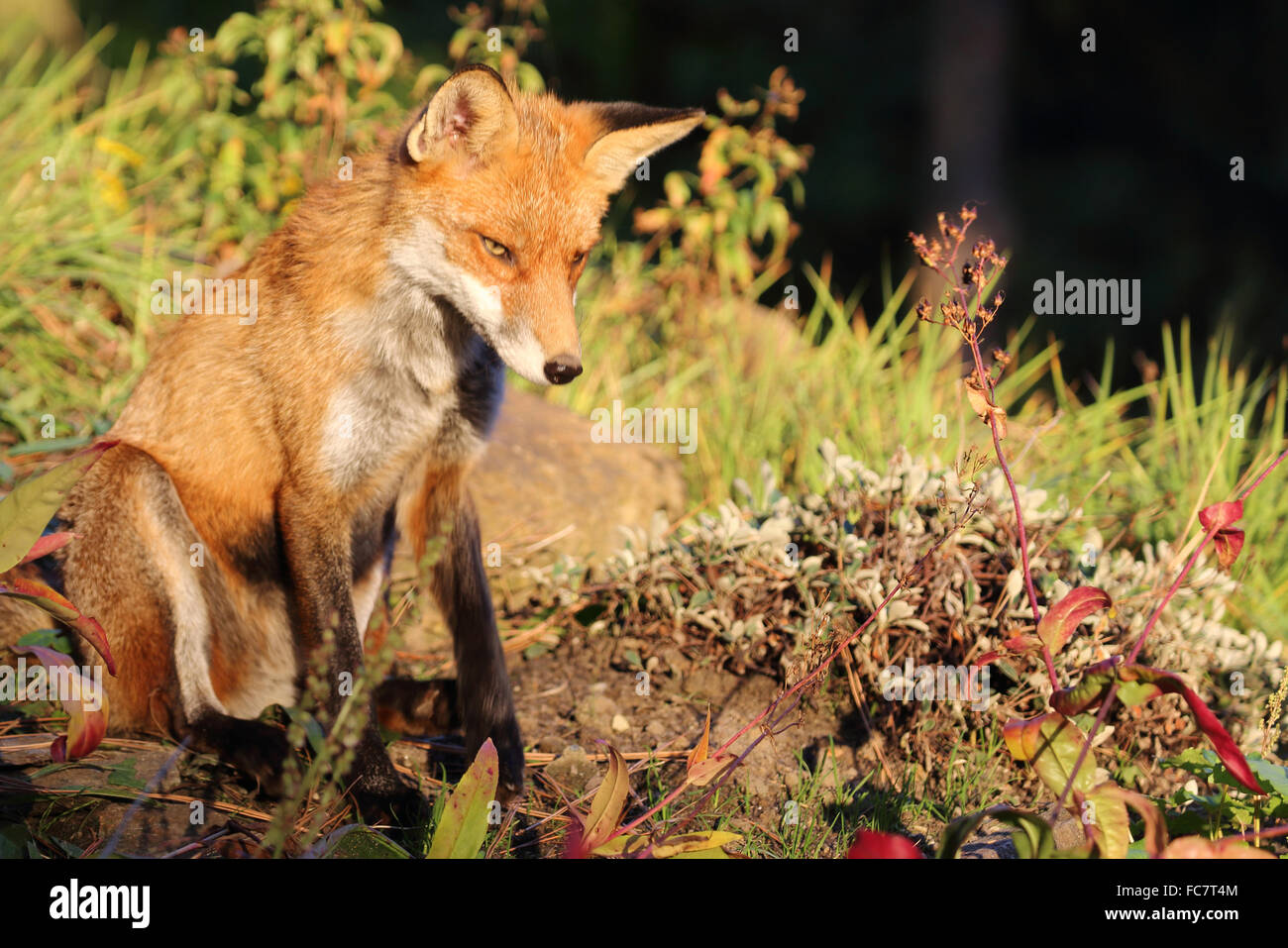 Clever fox hi-res stock photography and images - Alamy